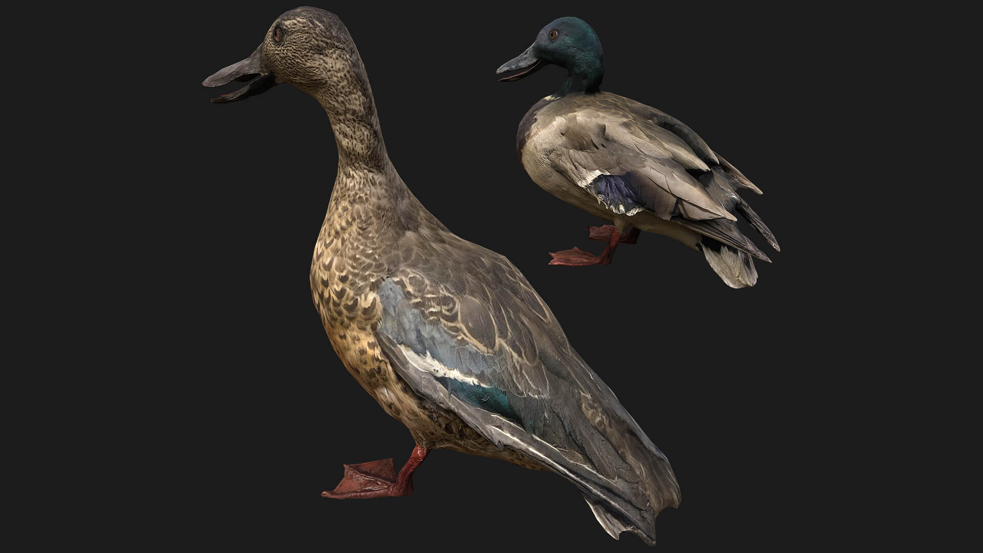 Duck Birds Pack - 3D Model by Dereza