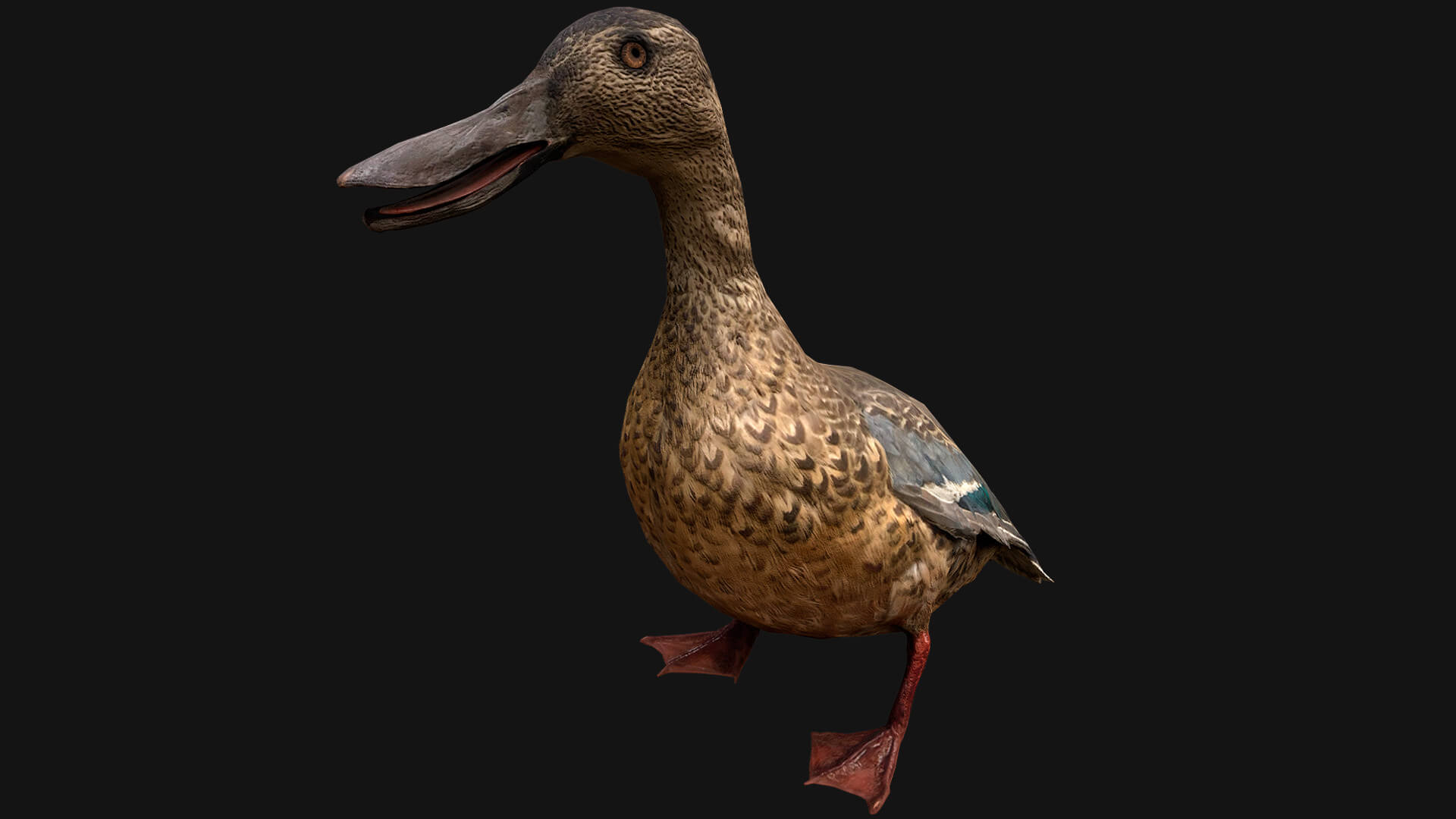 Duck Birds Pack - 3D Model by Dereza