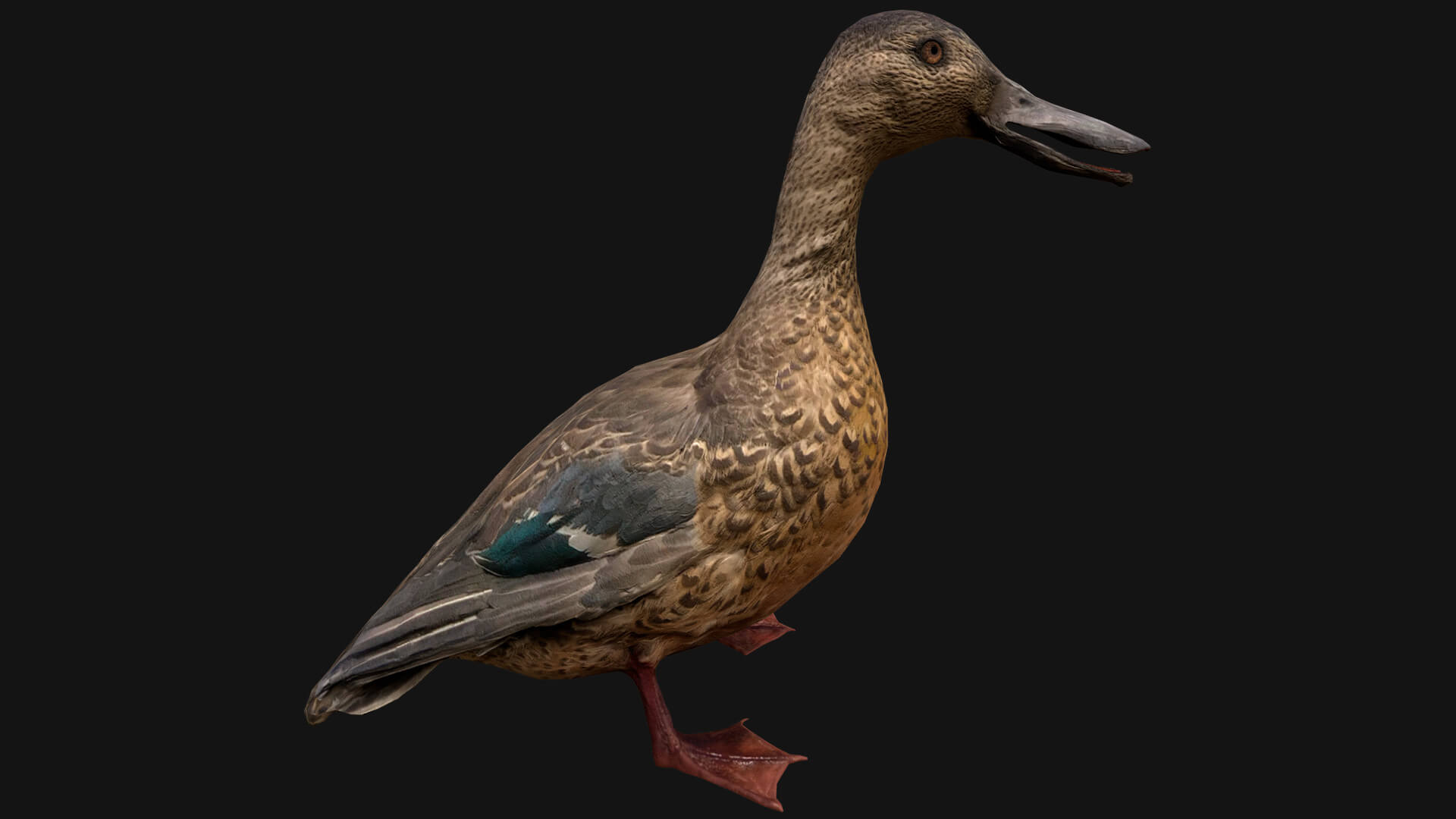 Duck Birds Pack - 3D Model by Dereza
