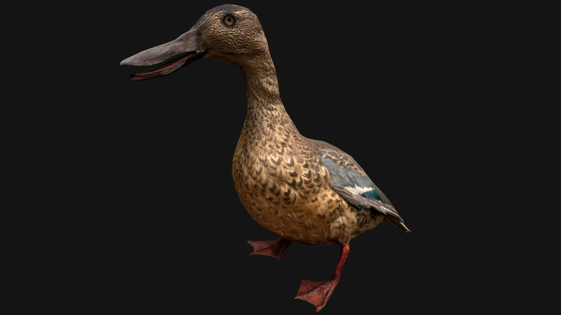 Duck Birds Pack - 3D Model by Dereza