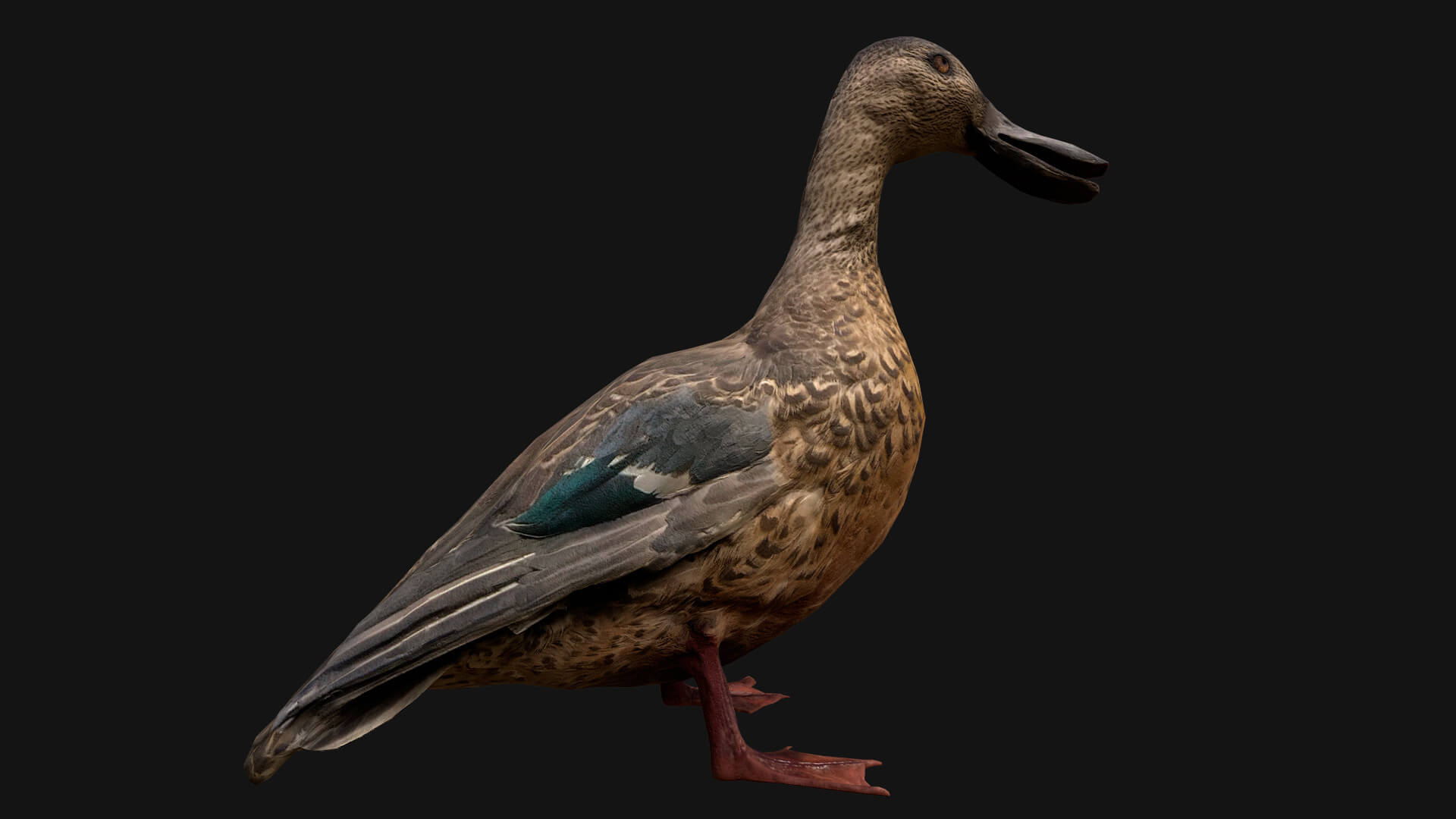 Duck Birds Pack - 3D Model by Dereza