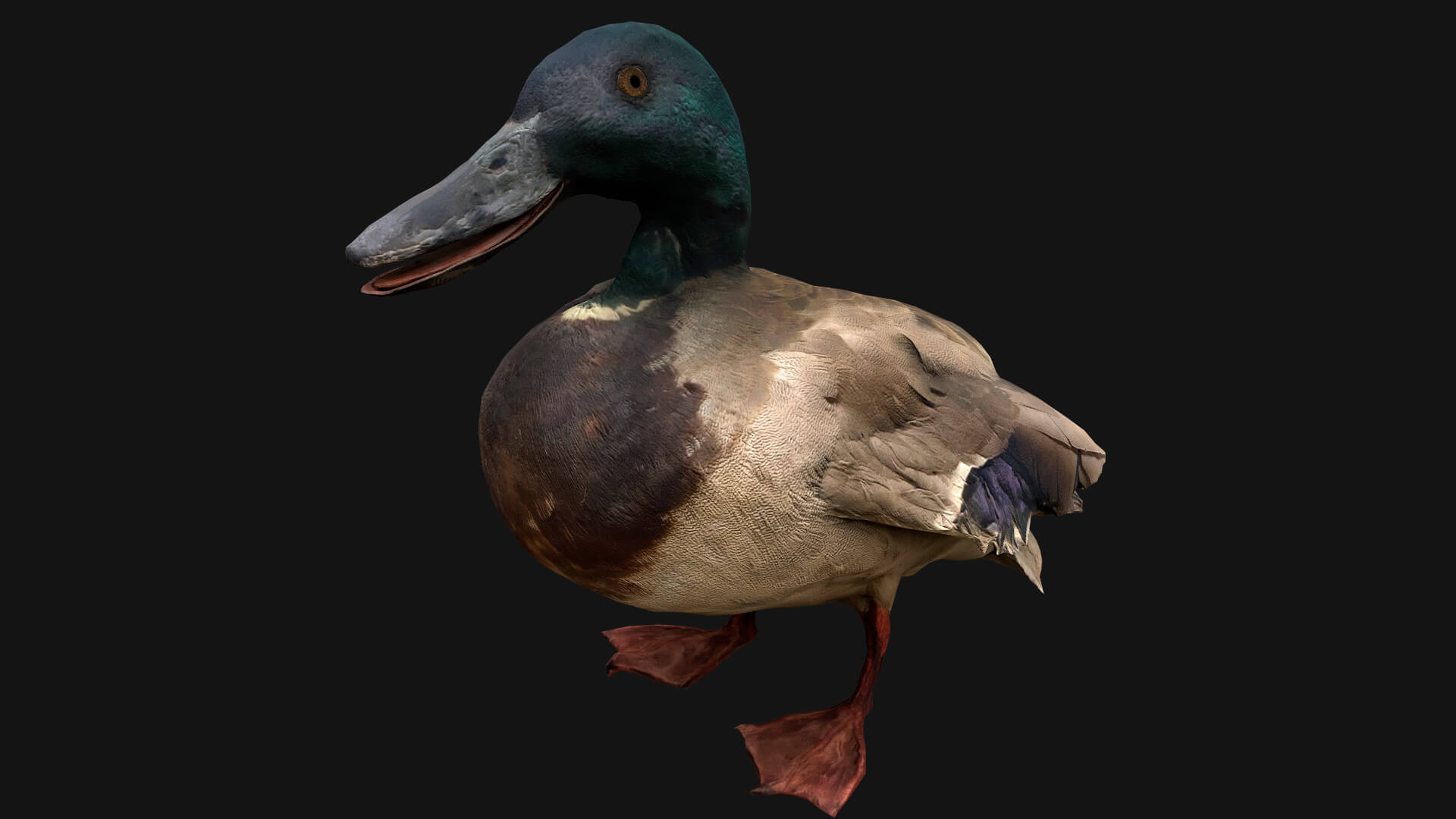 Duck Birds Pack - 3D Model by Dereza