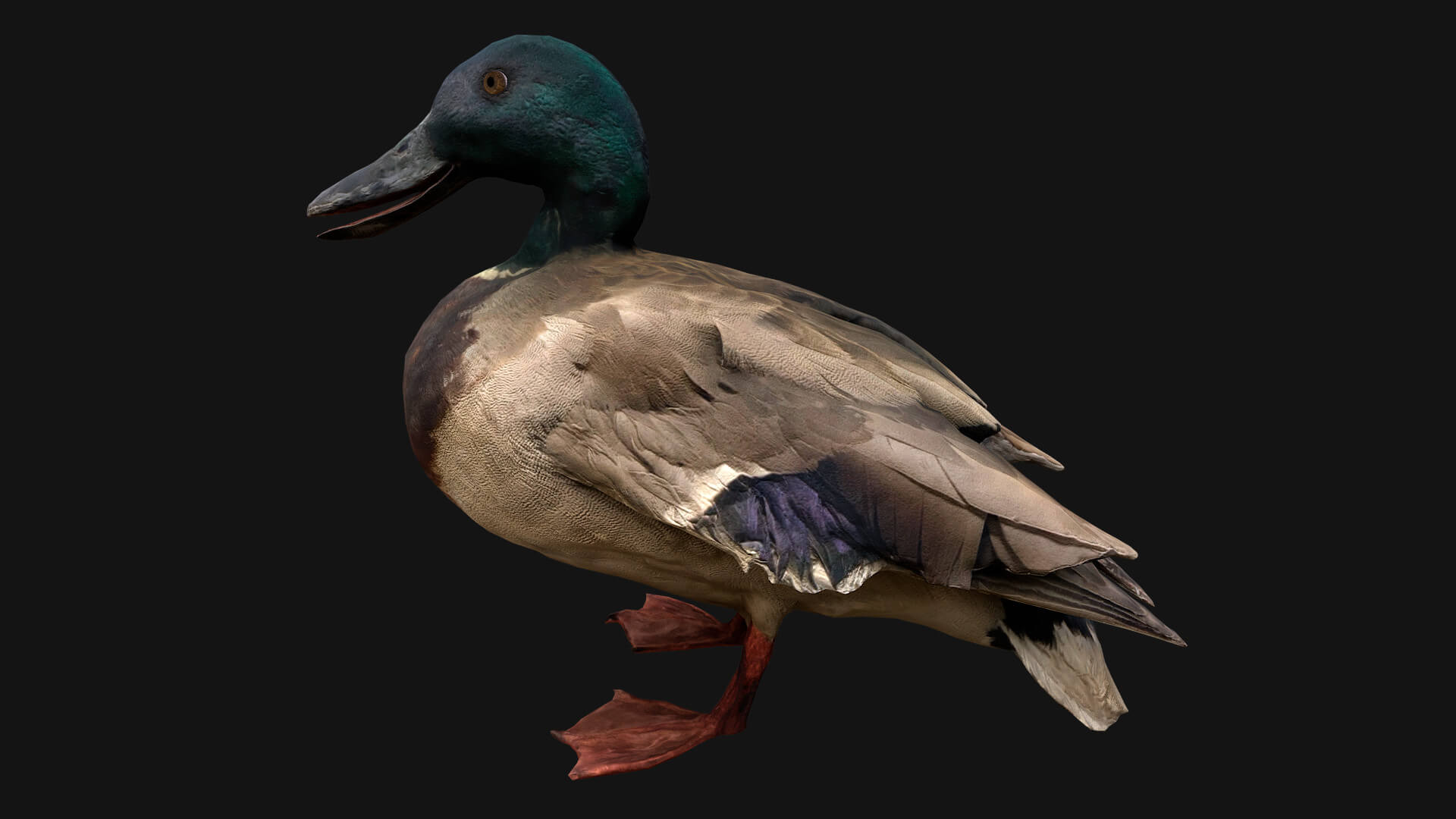 Duck Birds Pack - 3D Model by Dereza