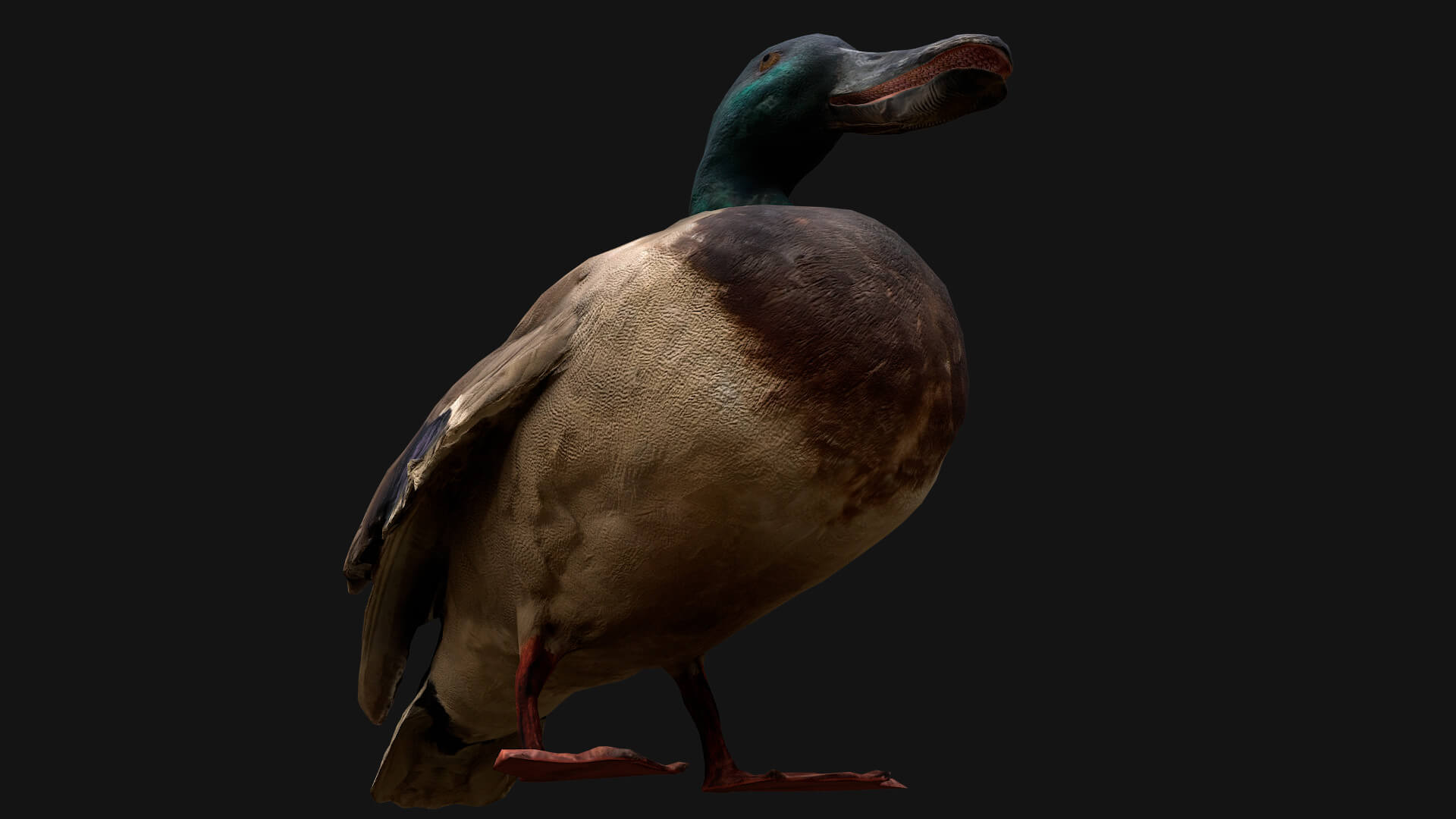 Duck Birds Pack - 3D Model by Dereza