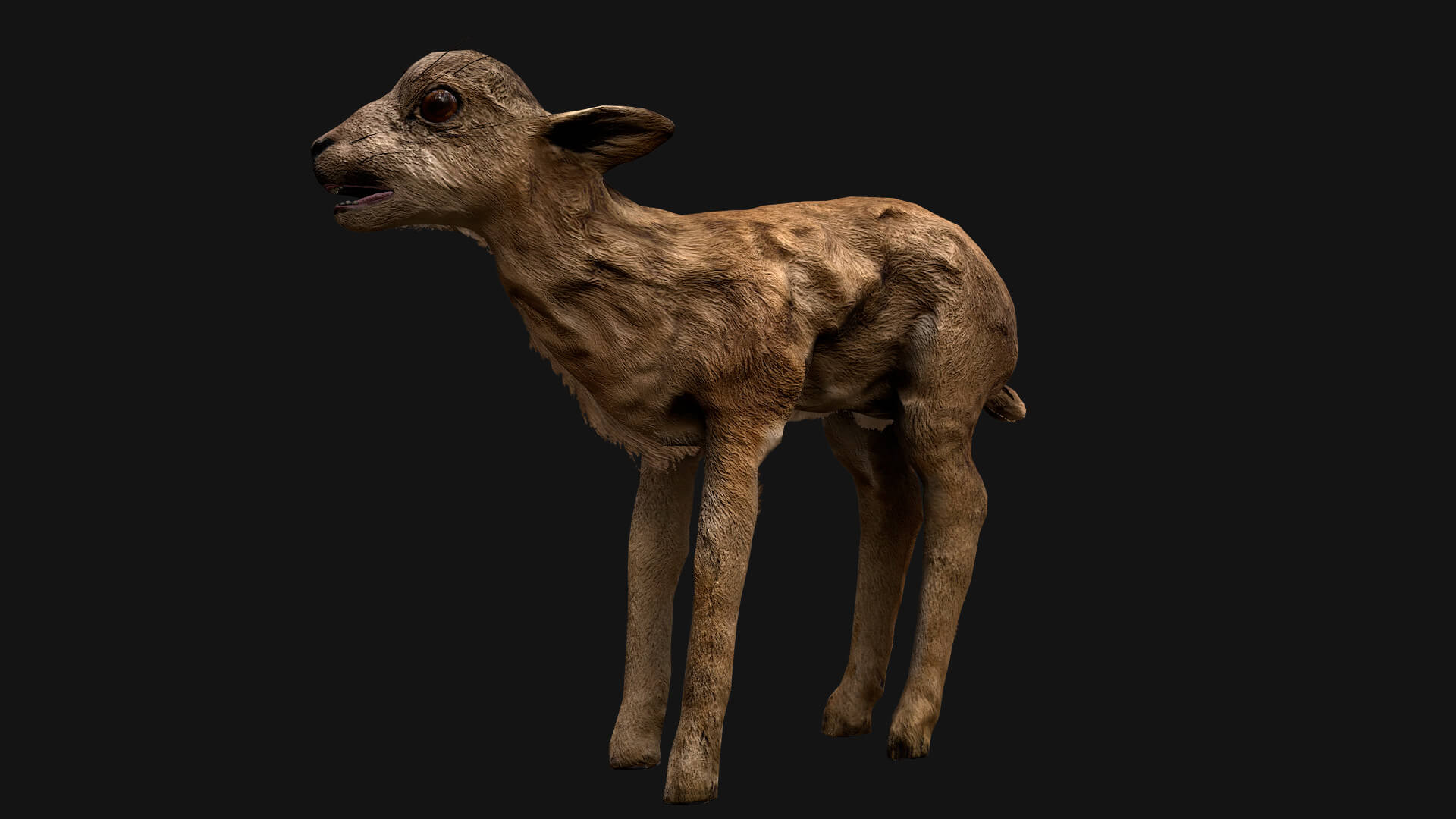 Fawn Deer Mammal - 3D Model by Dereza