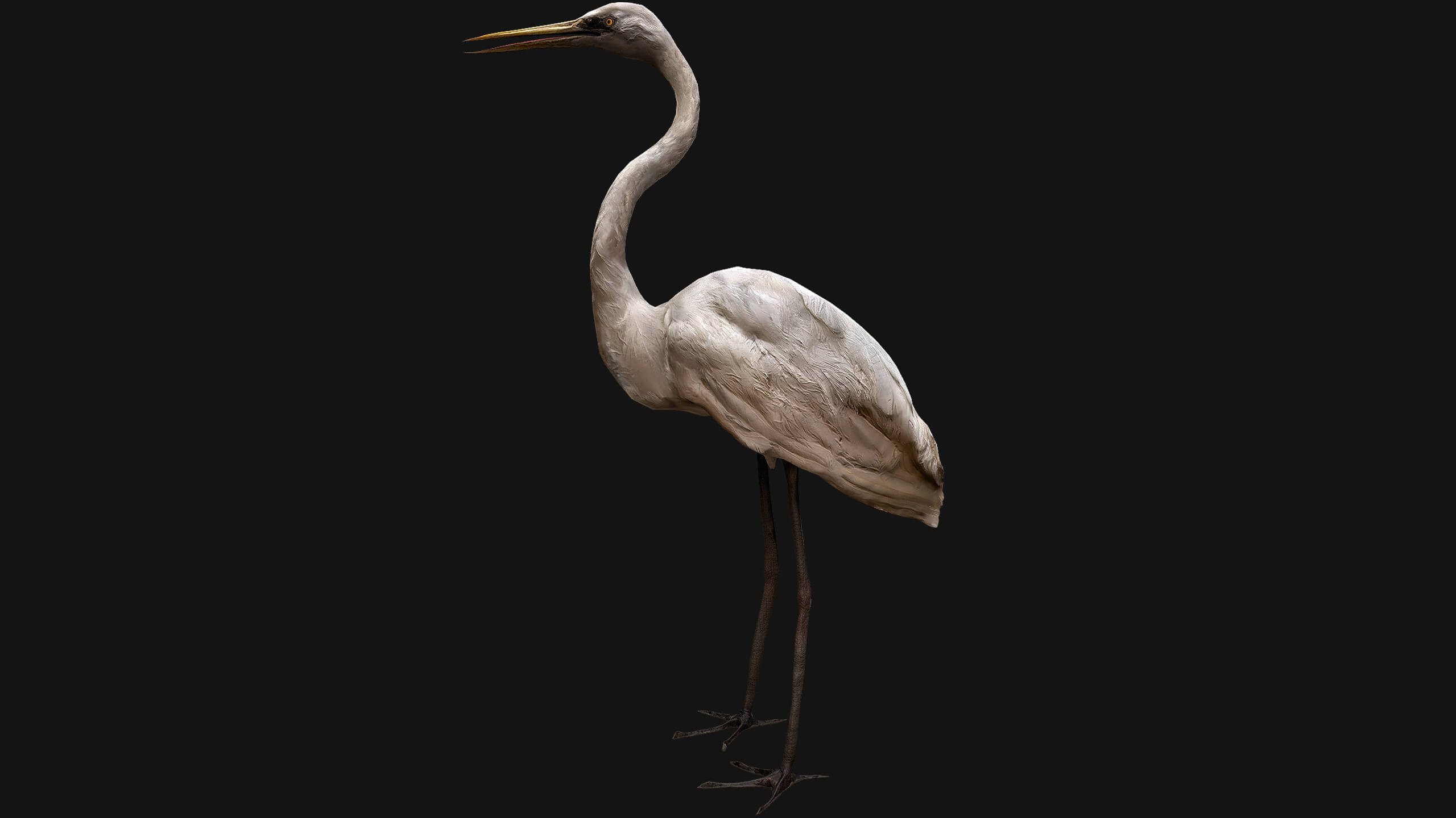 Heron White Bird - 3D Model by Dereza