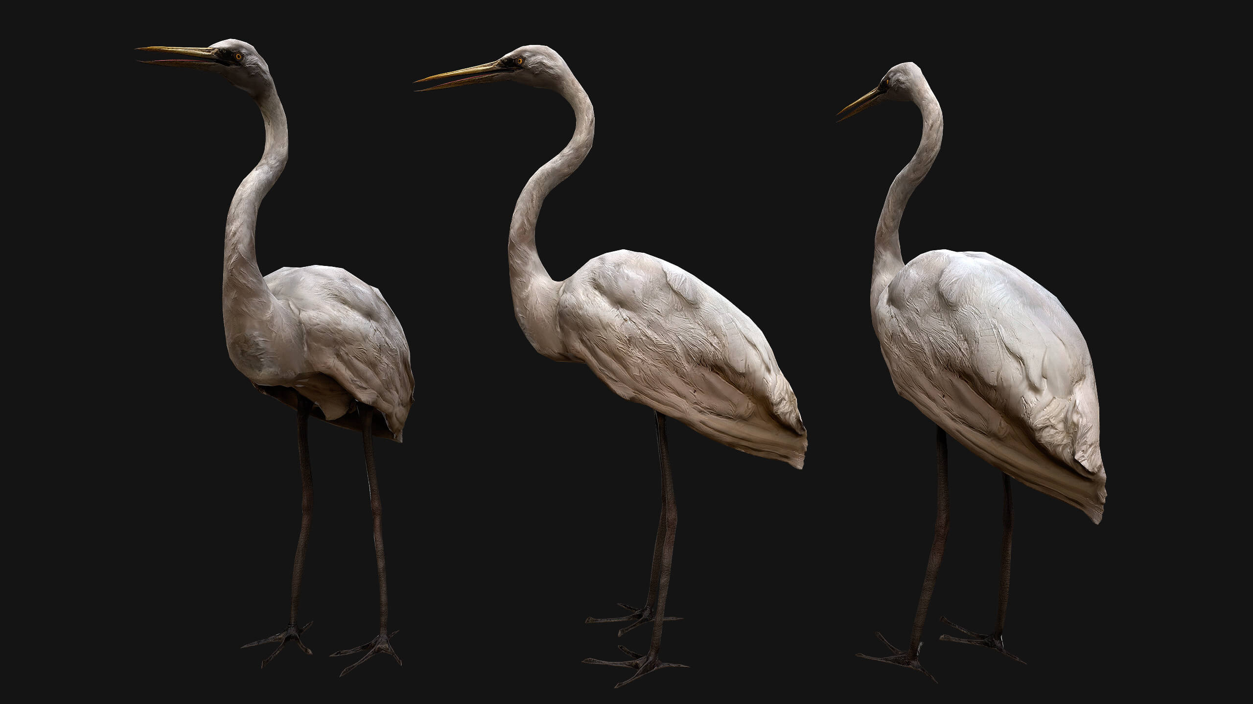 Heron White Bird - 3D Model by Dereza