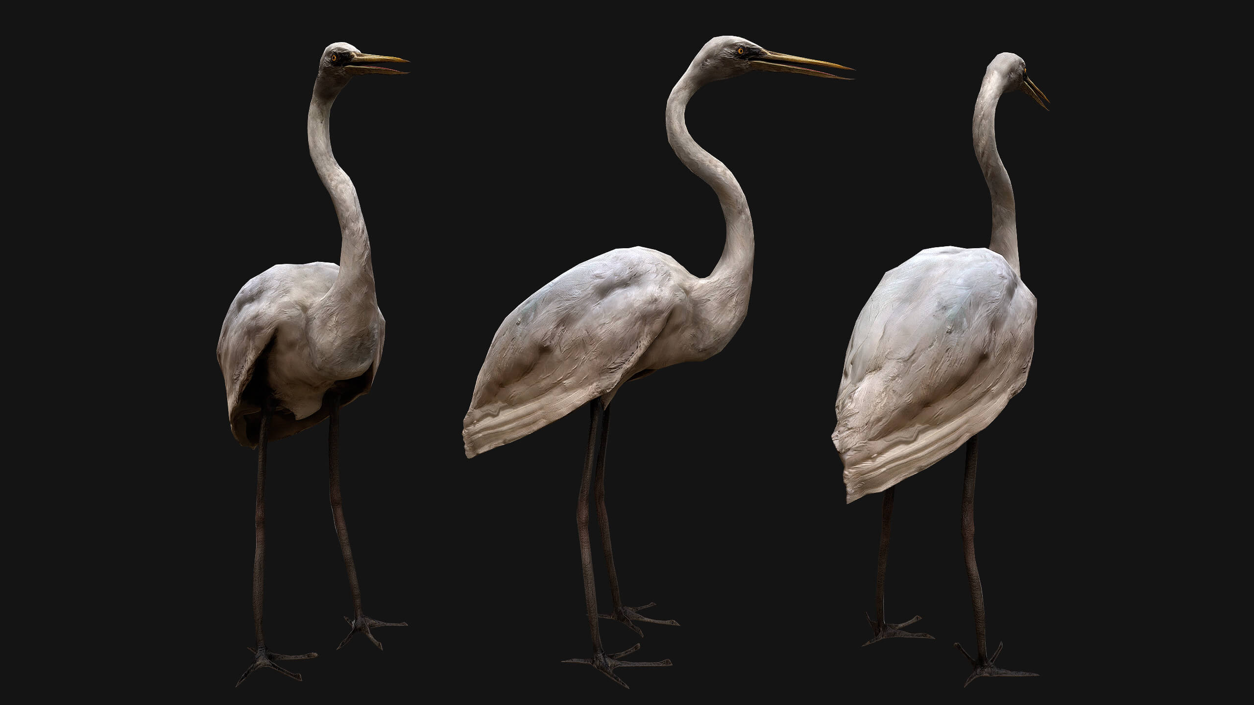 Heron White Bird - 3D Model by Dereza