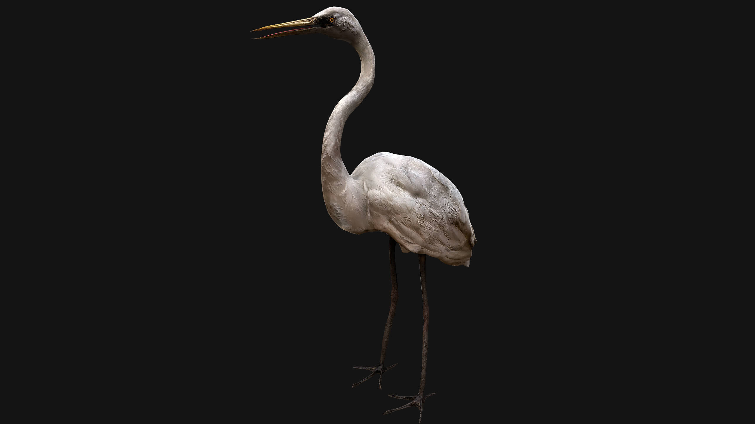 Heron White Bird - 3D Model by Dereza