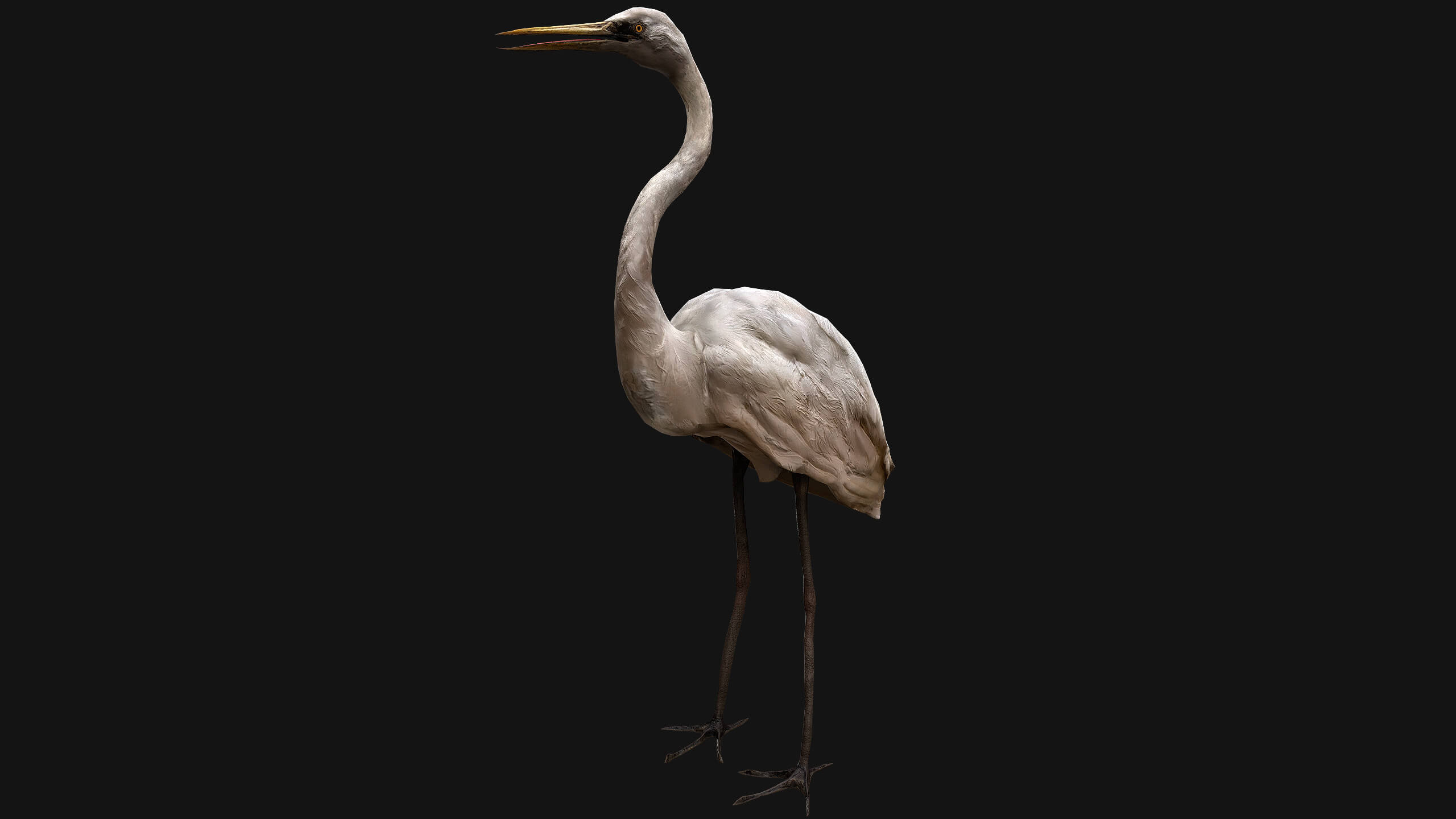 Heron White Bird - 3D Model by Dereza