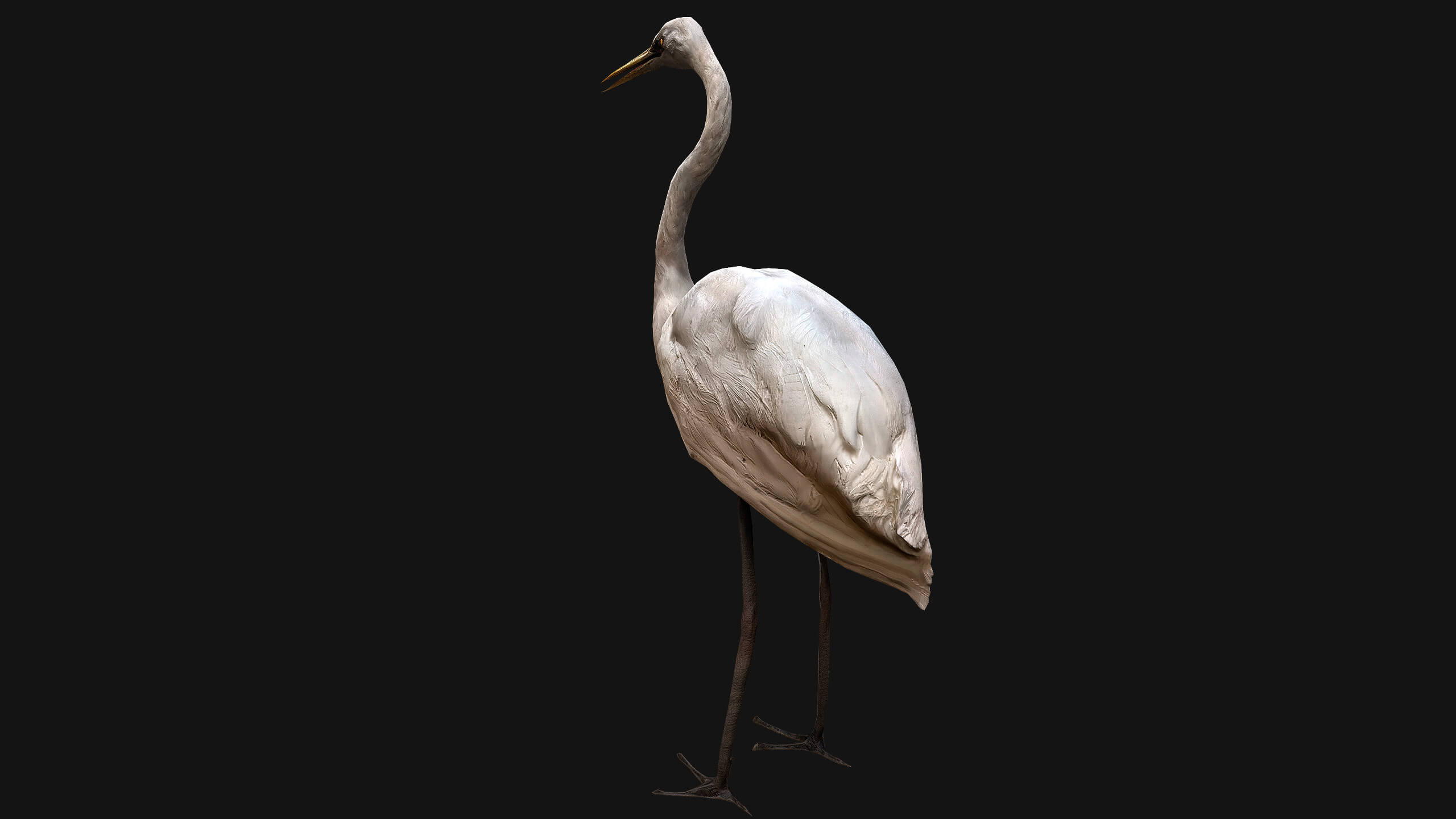 Heron White Bird - 3D Model by Dereza