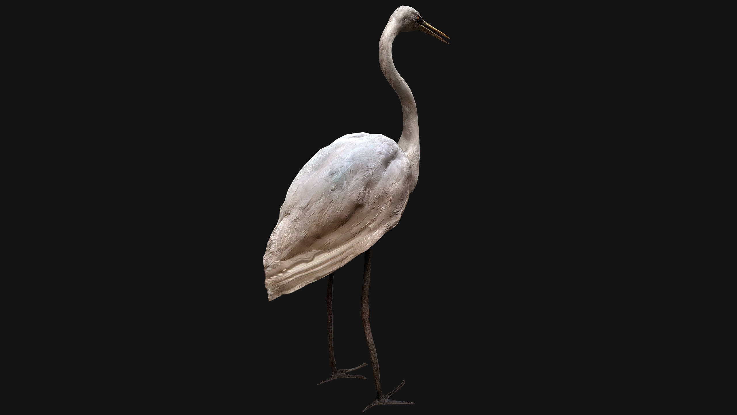 Heron White Bird - 3D Model by Dereza