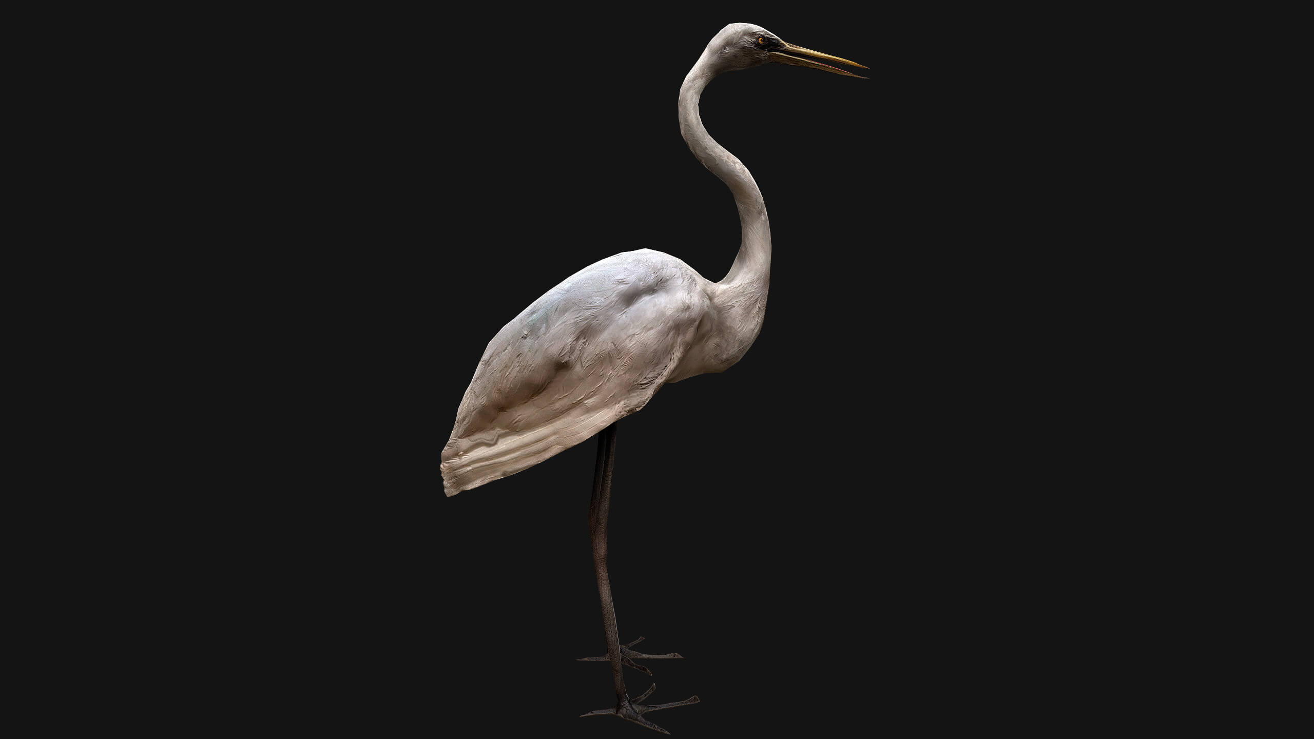 Heron White Bird - 3D Model by Dereza
