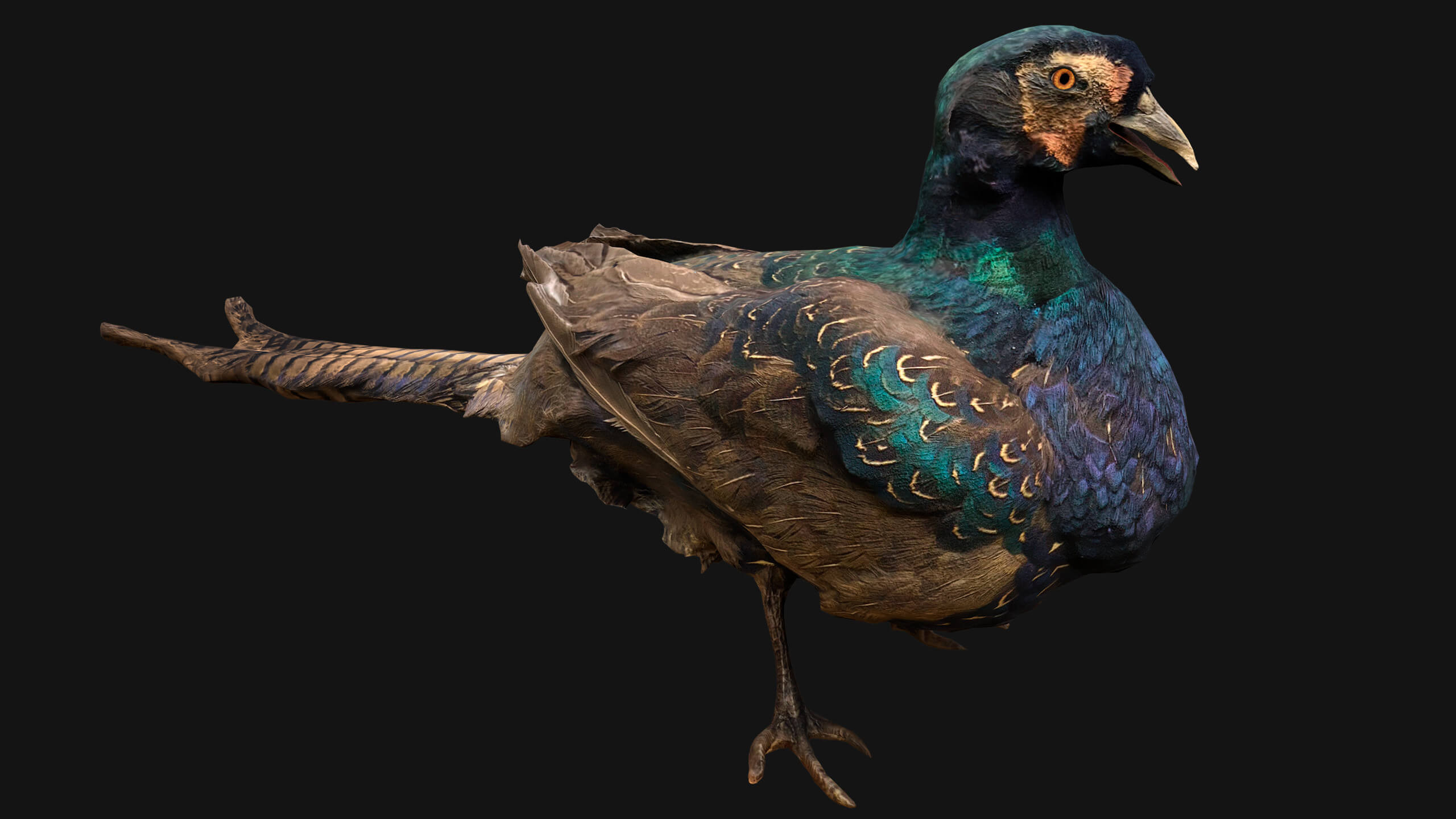 Pheasant Bird - 3D Model by Dereza