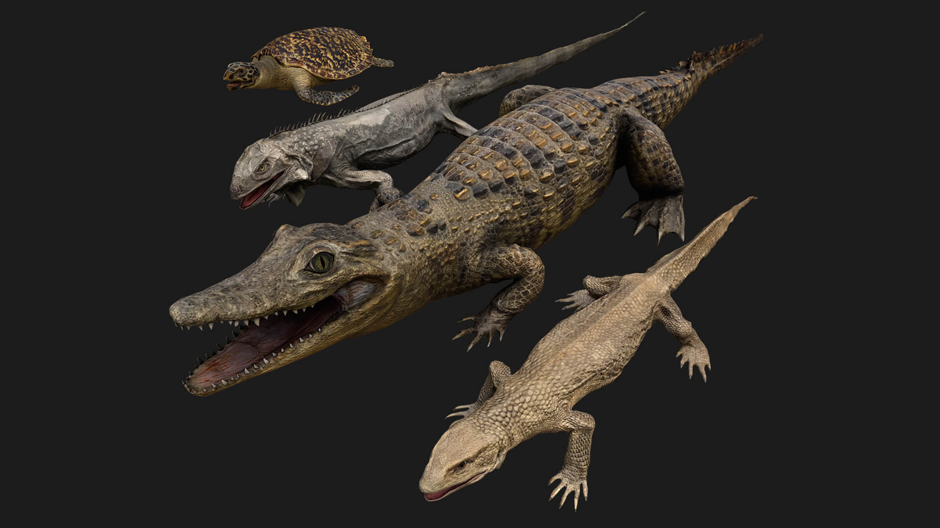 Reptile Pack Crocodile Iguana Turtle Varanus - 3D Model by Dereza