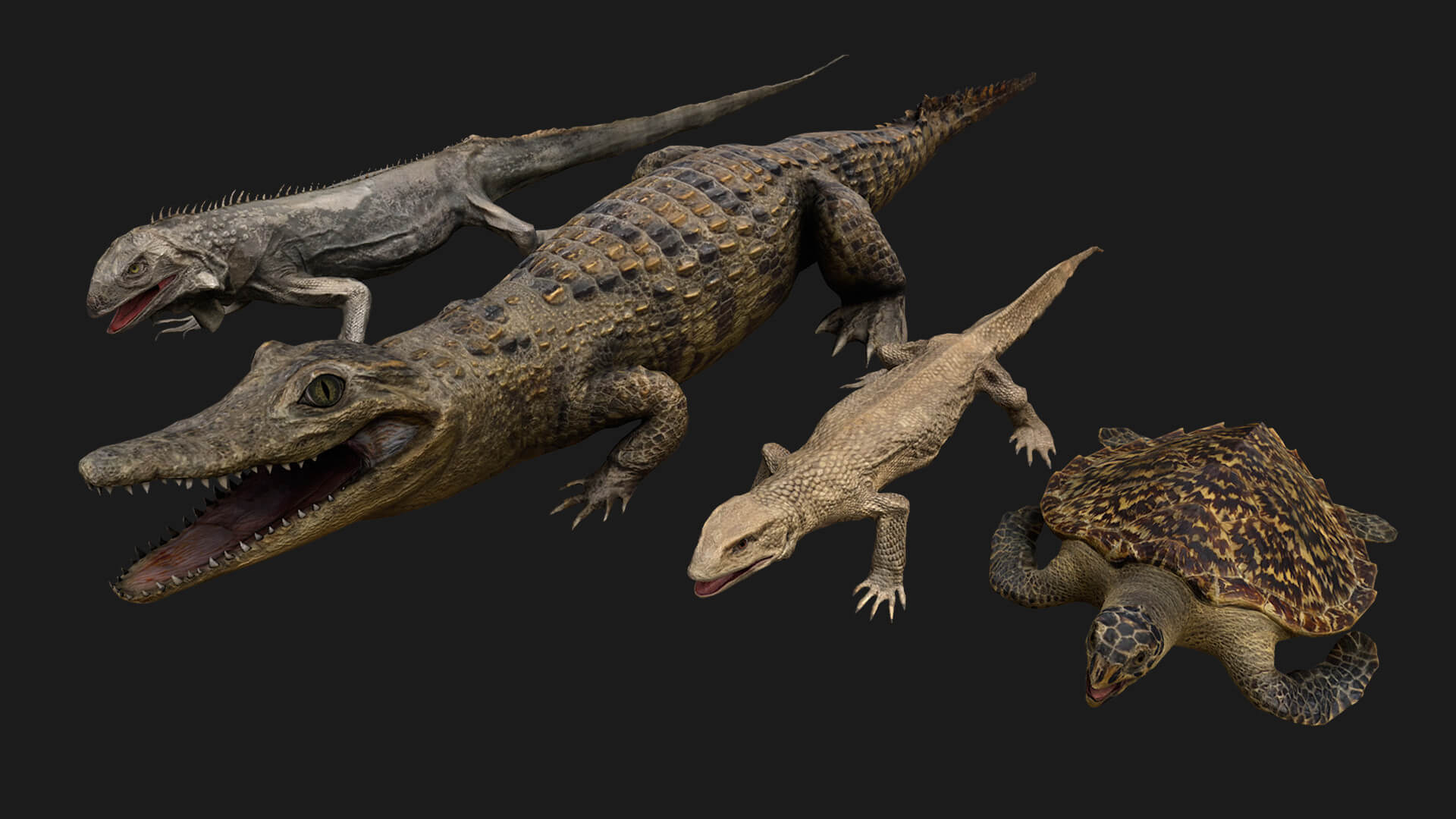 Reptile Pack Crocodile Iguana Turtle Varanus - 3D Model by Dereza