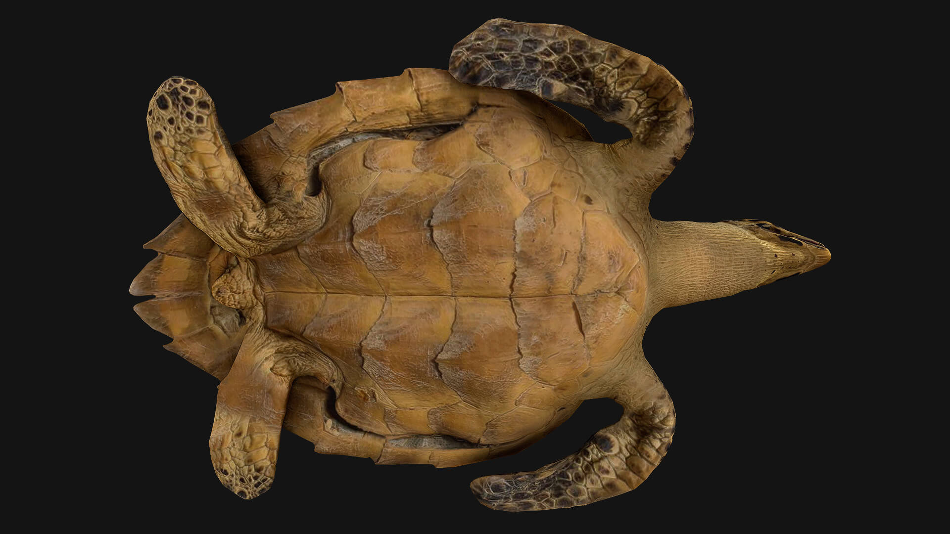 Reptile Pack Crocodile Iguana Turtle Varanus - 3D Model by Dereza