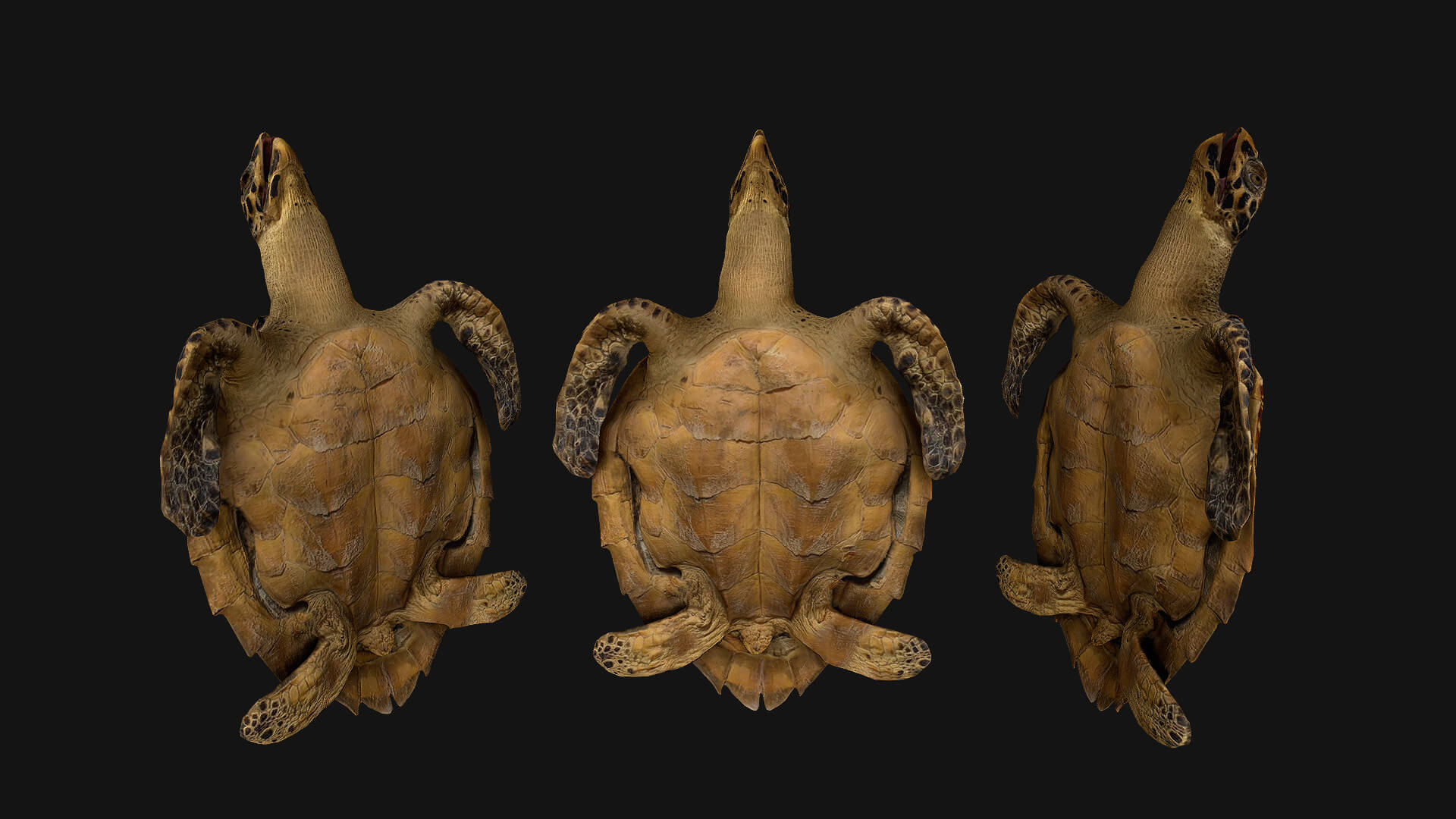 Reptile Pack Crocodile Iguana Turtle Varanus - 3D Model by Dereza