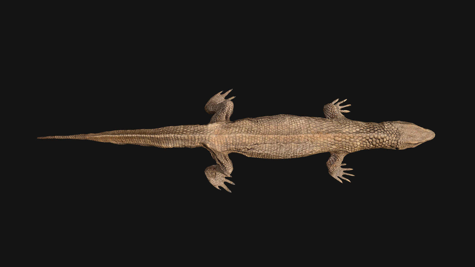 Reptile Pack Crocodile Iguana Turtle Varanus - 3D Model by Dereza