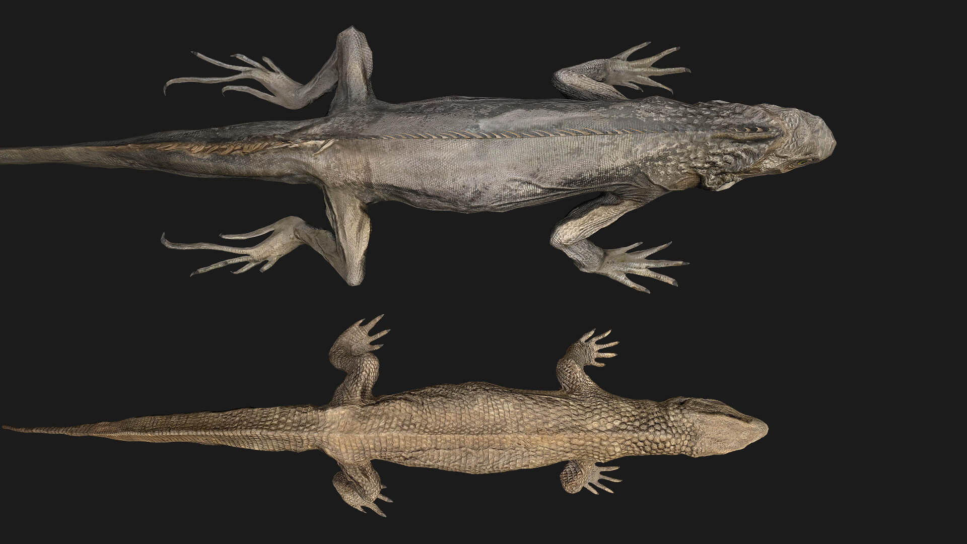 Reptiles Iguana and lizard - 3D Model by Dereza