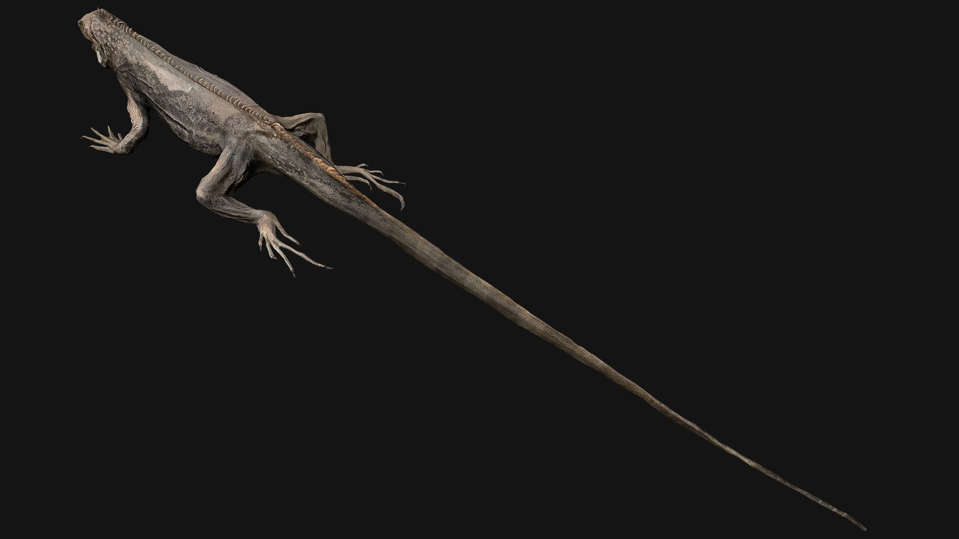 Reptiles Iguana and lizard - 3D Model by Dereza