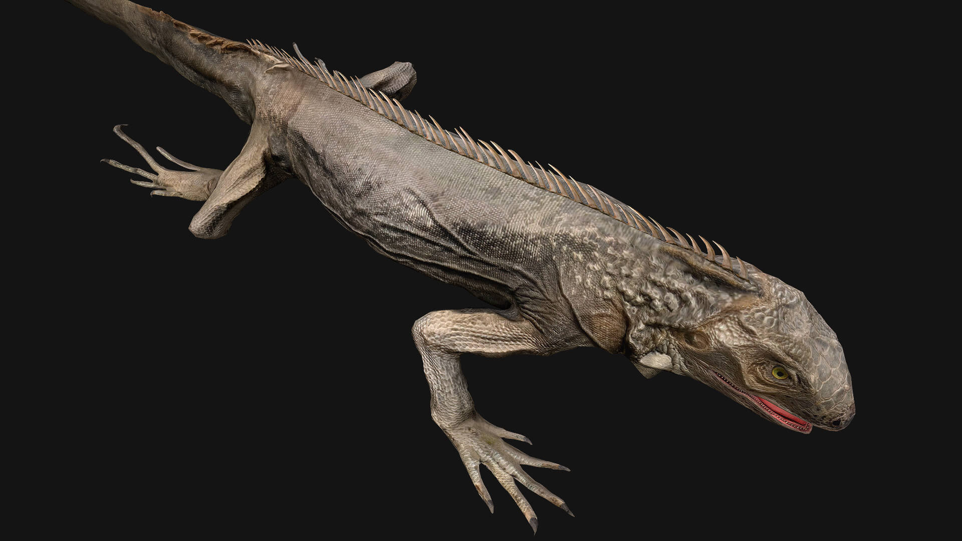 Reptiles Iguana and lizard - 3D Model by Dereza