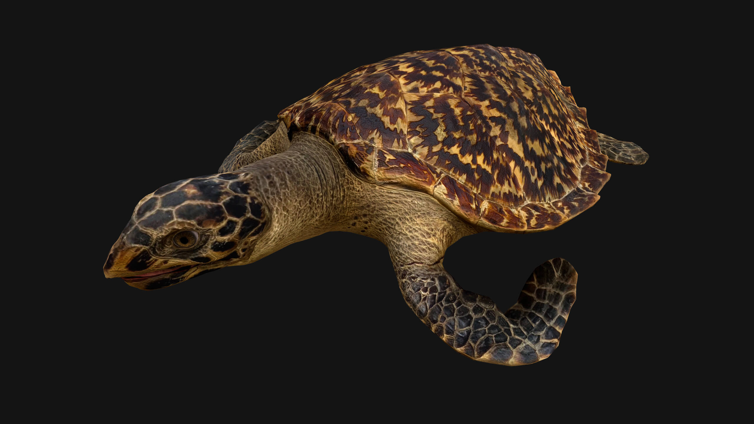 Turtle Reptile Animated - 3D Model by Dereza