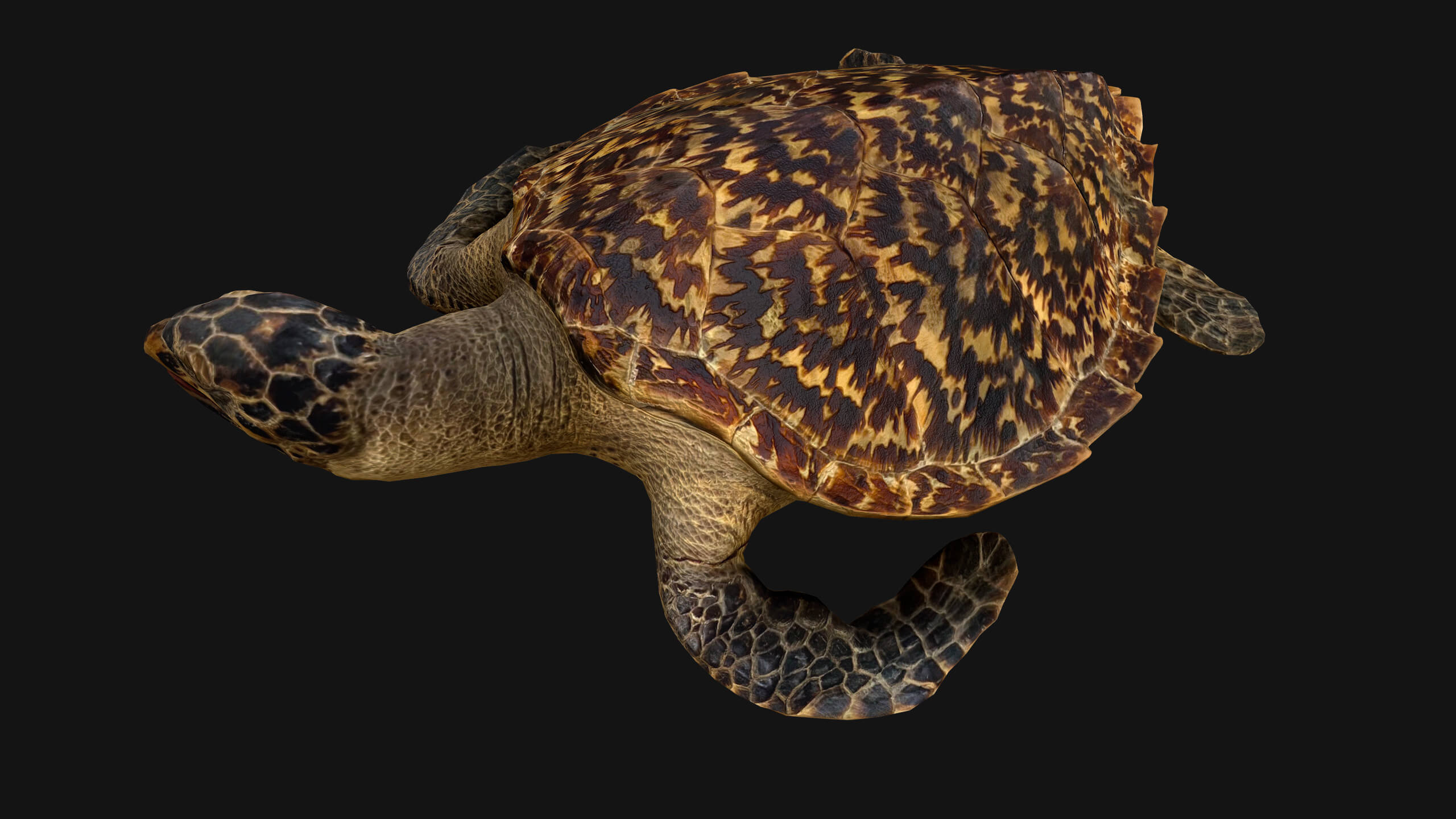 Turtle Reptile Animated - 3D Model by Dereza