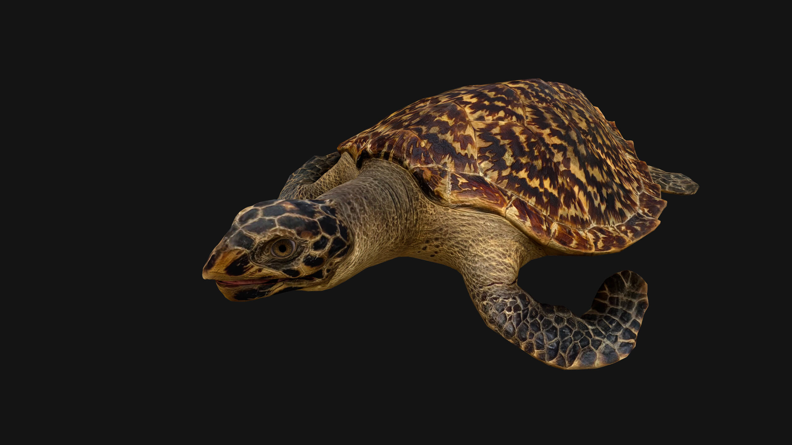 Turtle Reptile Animated - 3D Model by Dereza
