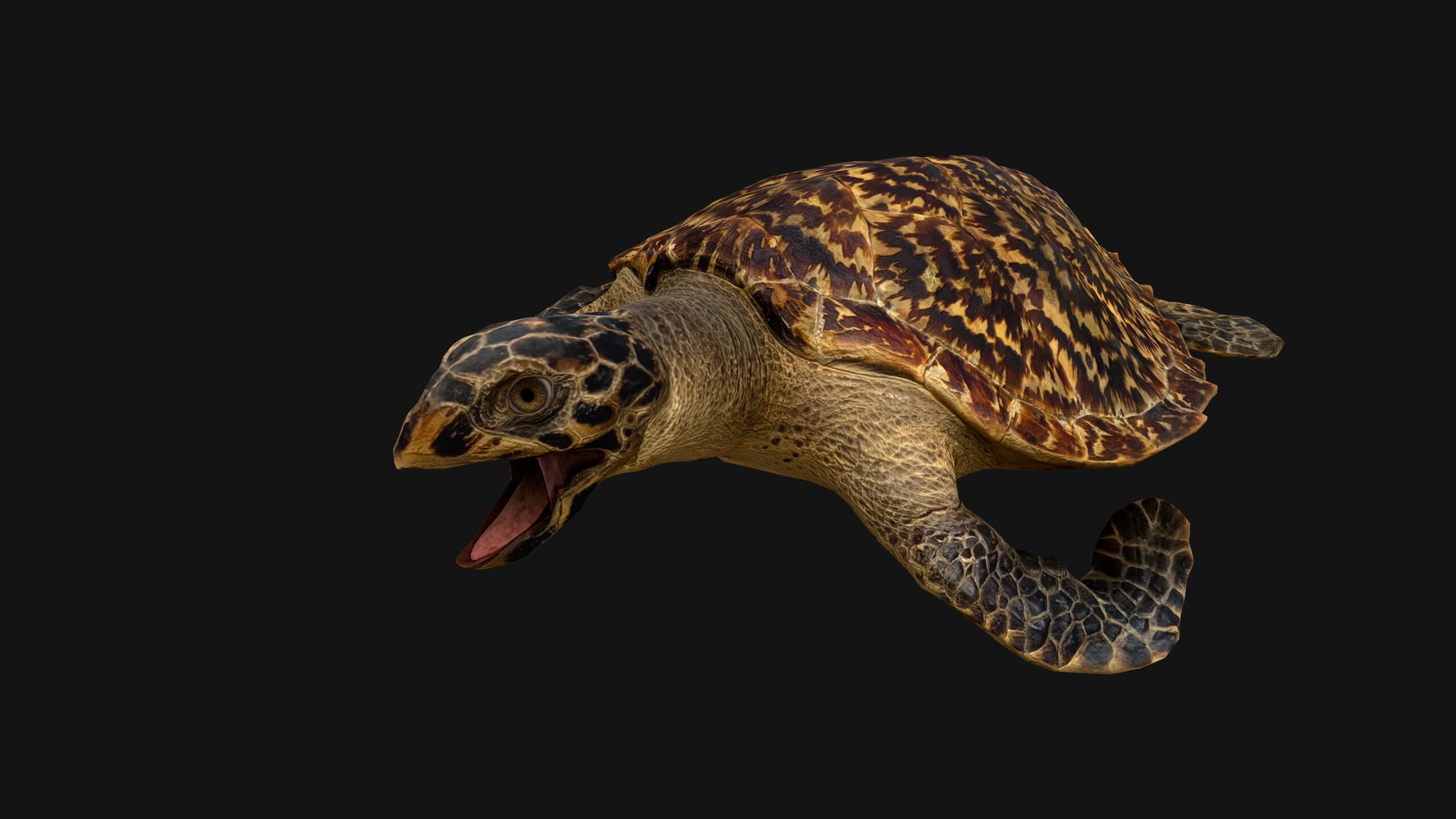 Turtle Reptile Animated - 3D Model by Dereza