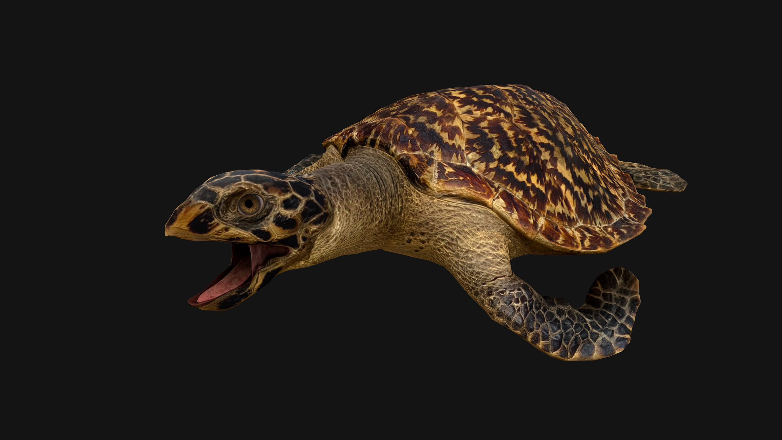 Turtle Reptile Animated - 3D Model by Dereza