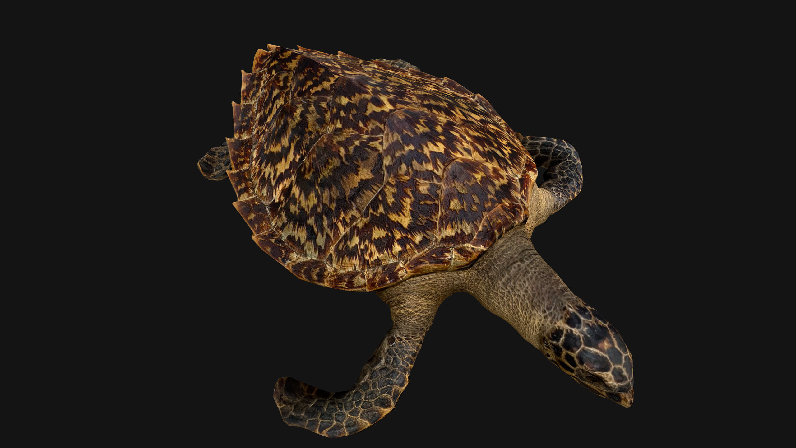 Turtle Reptile Animated - 3D Model by Dereza