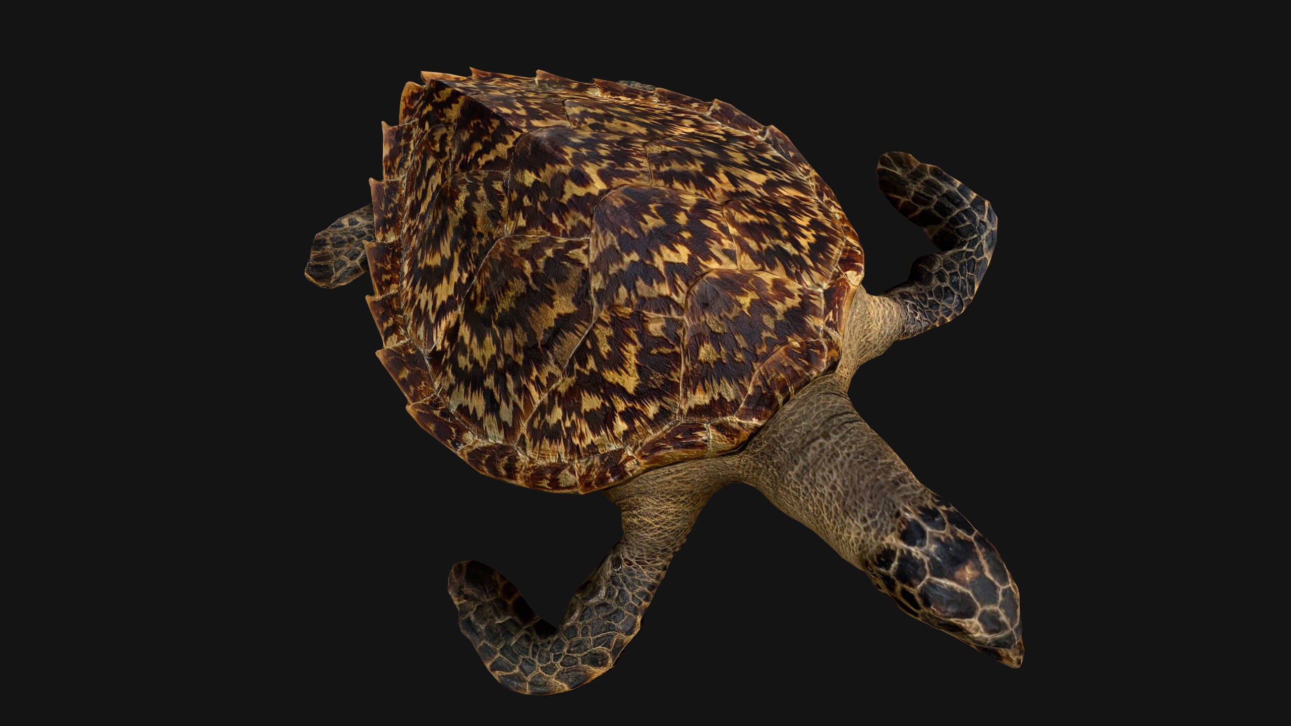 Turtle Reptile Animated - 3D Model by Dereza