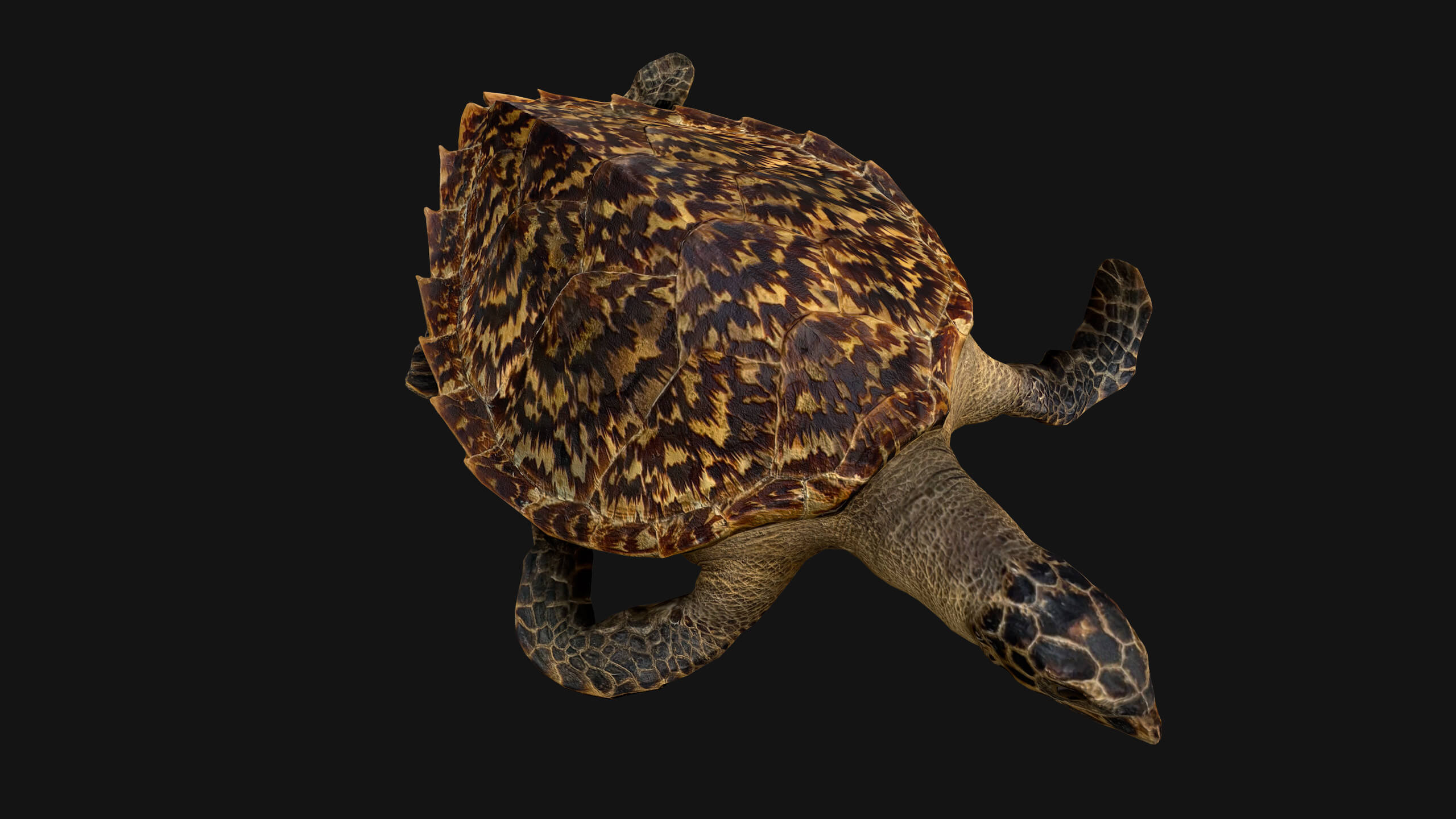 Turtle Reptile Animated - 3D Model by Dereza