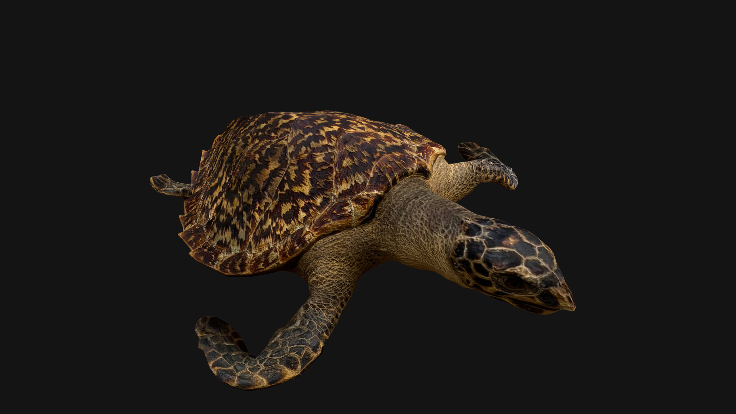Turtle Reptile Animated - 3D Model by Dereza
