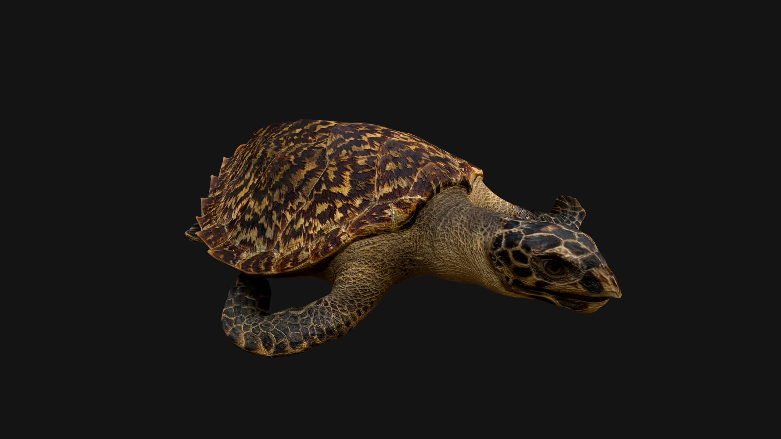 Turtle Reptile Animated - 3D Model by Dereza