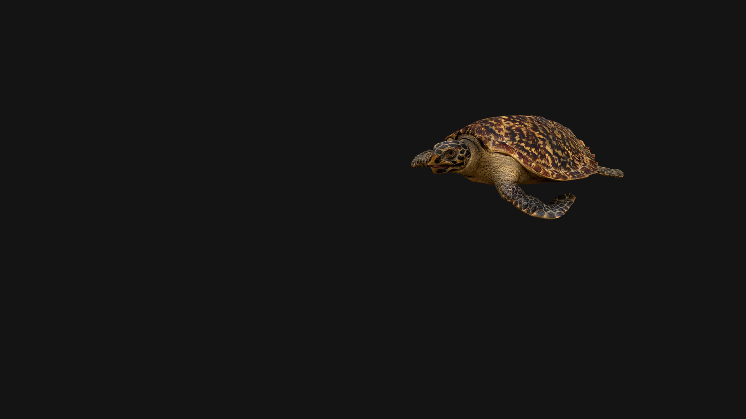 Turtle Reptile Animated - 3D Model by Dereza