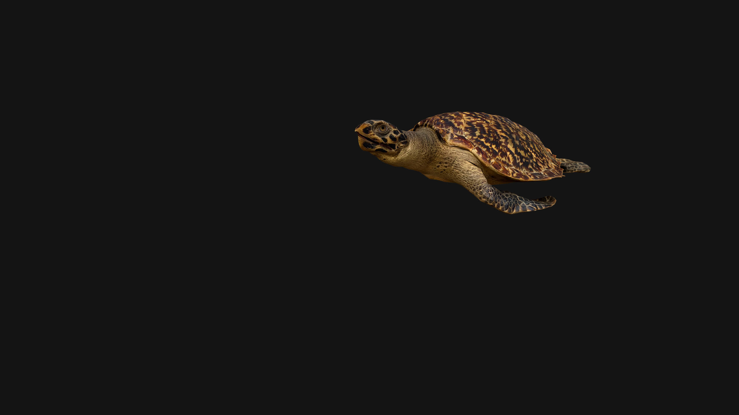 Turtle Reptile Animated - 3D Model by Dereza
