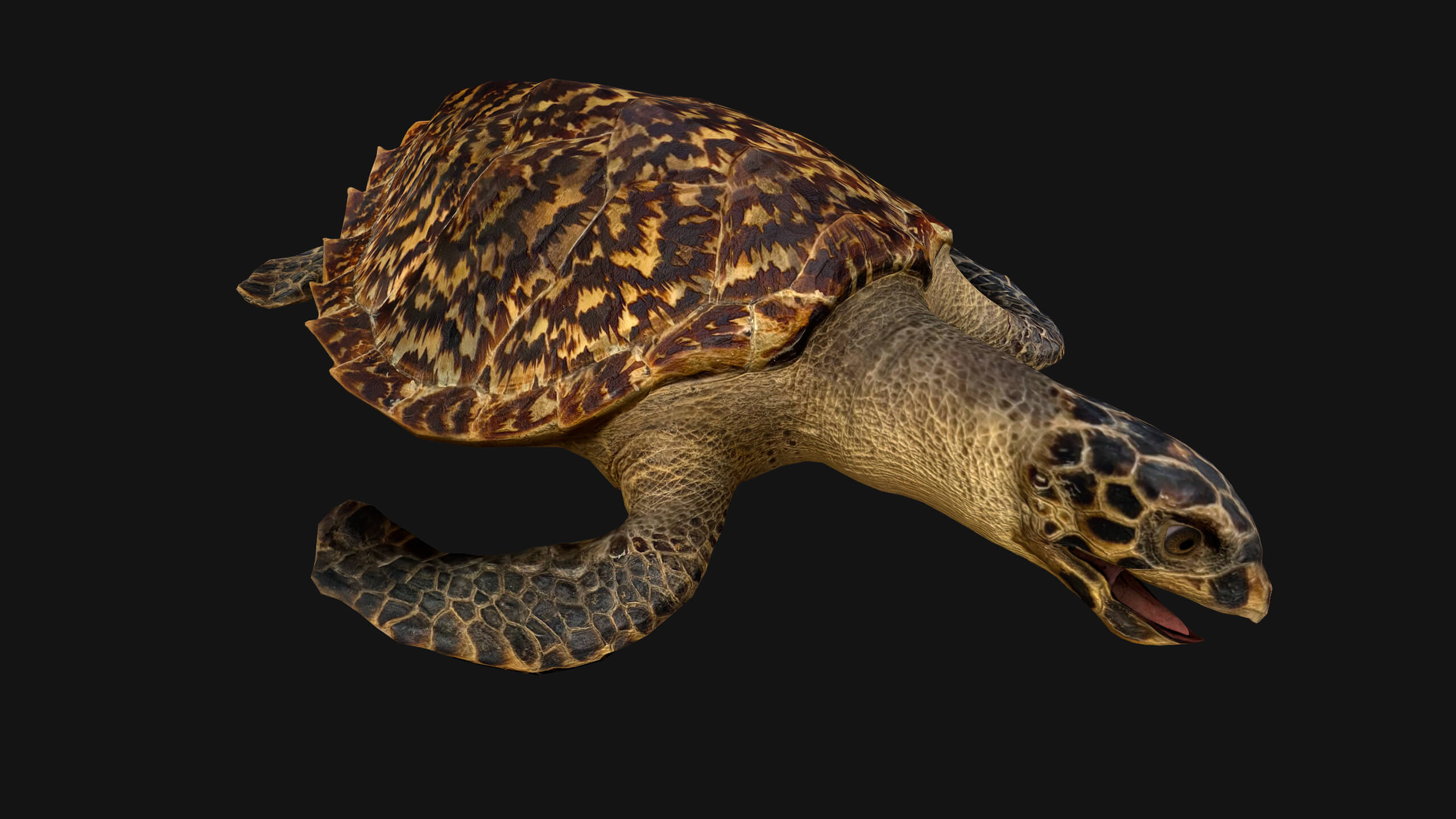 Turtle Reptile Animated - 3D Model by Dereza
