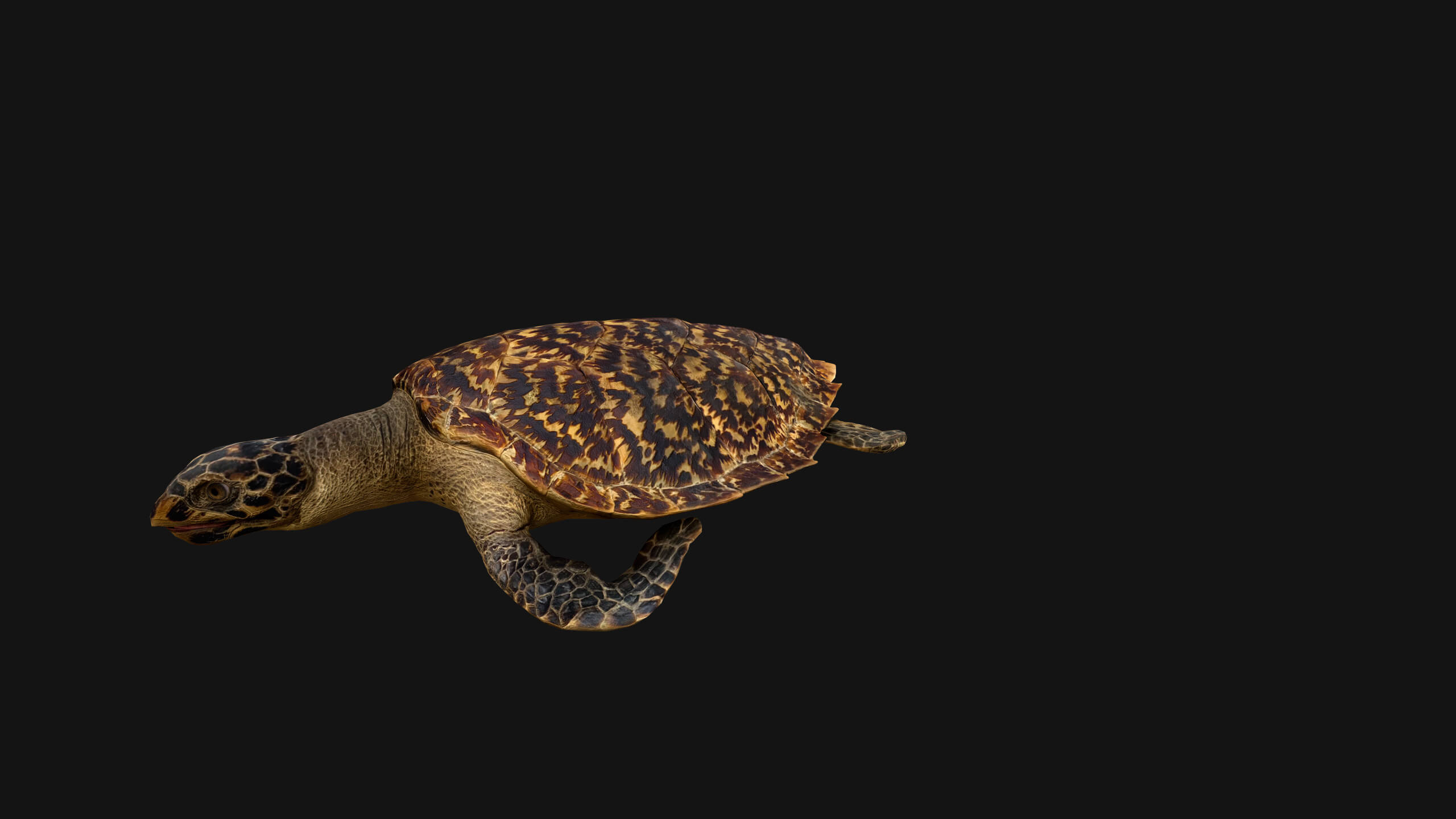 Turtle Reptile Animated - 3D Model by Dereza
