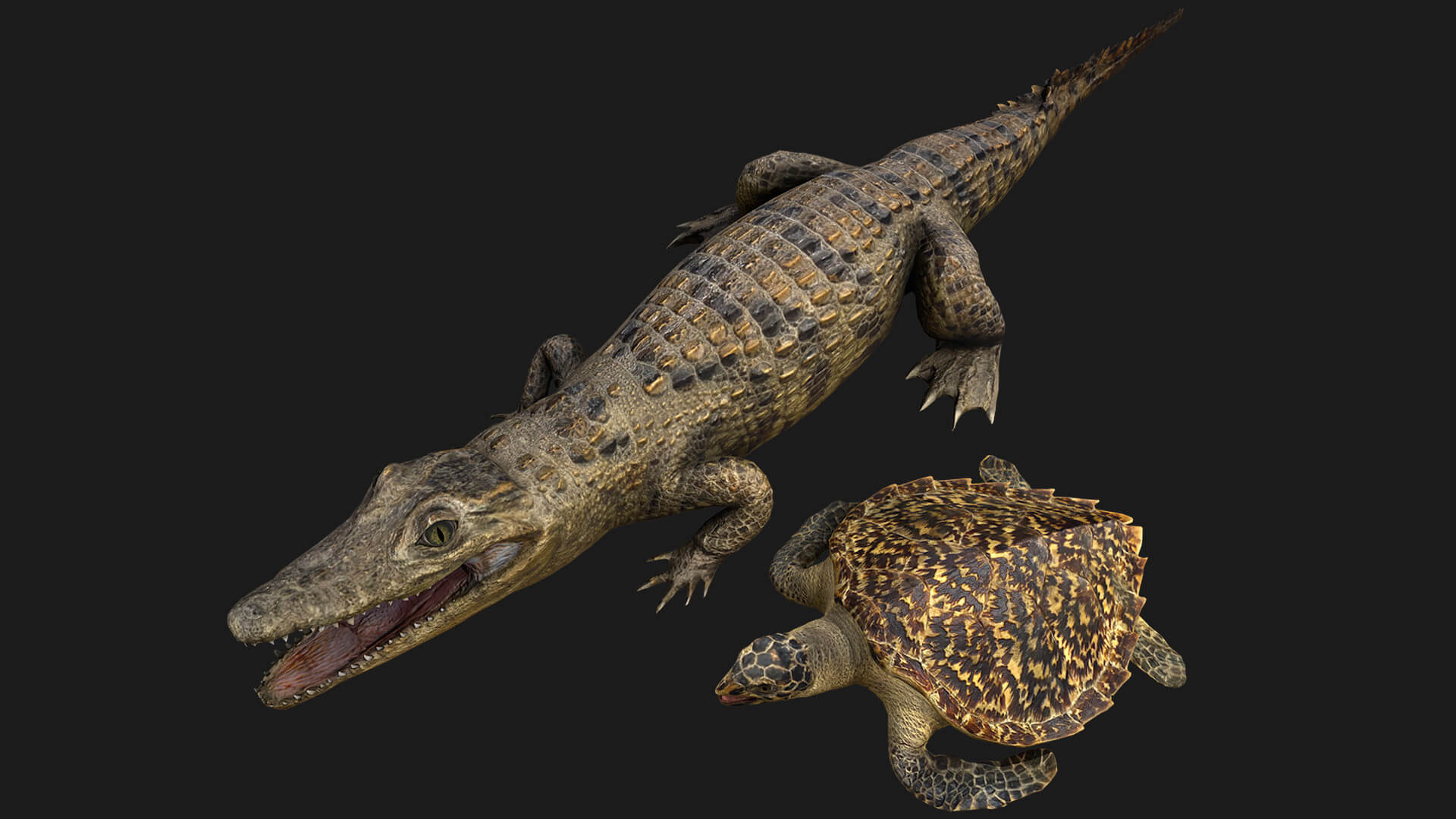 Turtle and Crocodile - 3D Model by Dereza