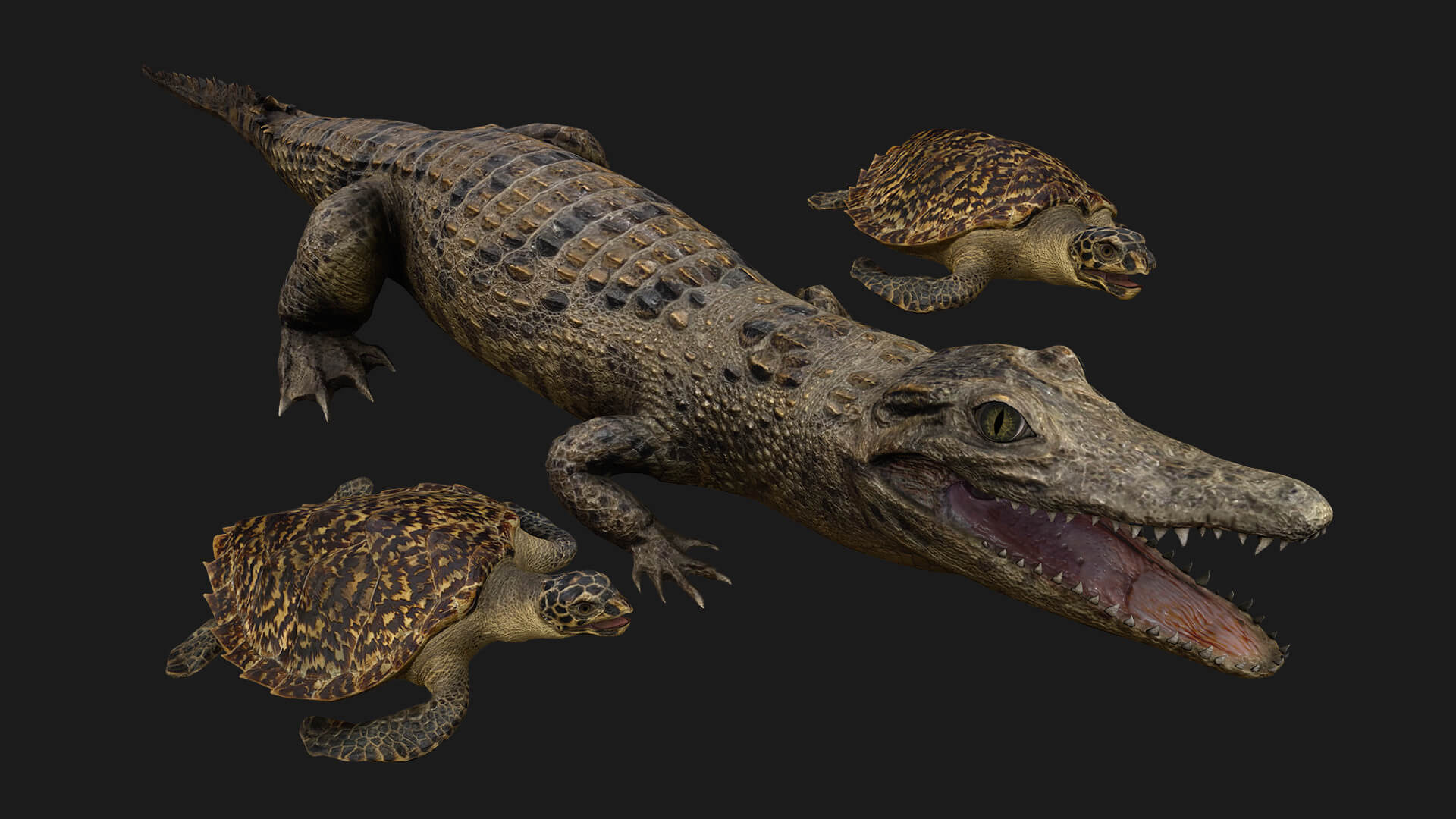 Turtle and Crocodile - 3D Model by Dereza