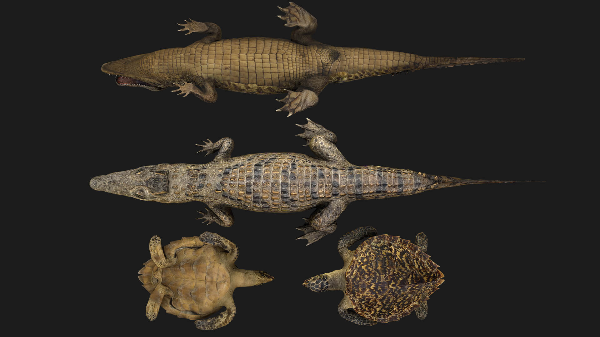Turtle and Crocodile - 3D Model by Dereza
