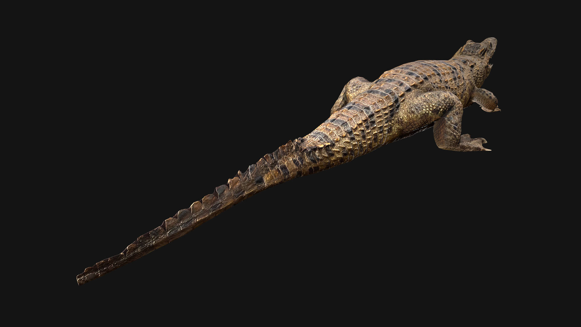 Turtle and Crocodile - 3D Model by Dereza