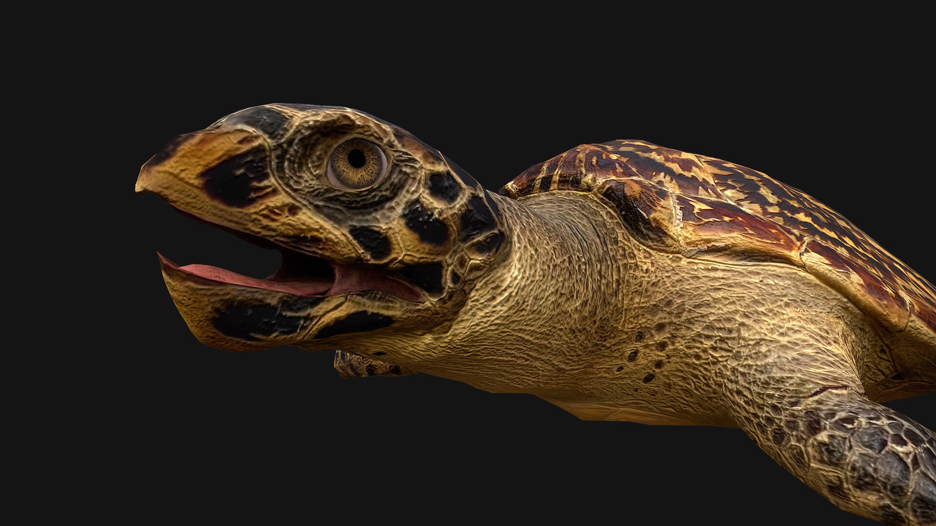 Turtle and Crocodile - 3D Model by Dereza