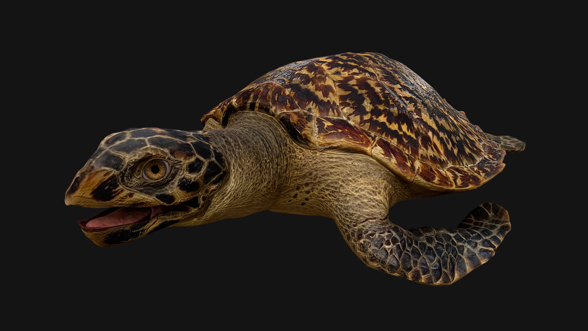 Turtle Reptile - 3D Model by Dereza