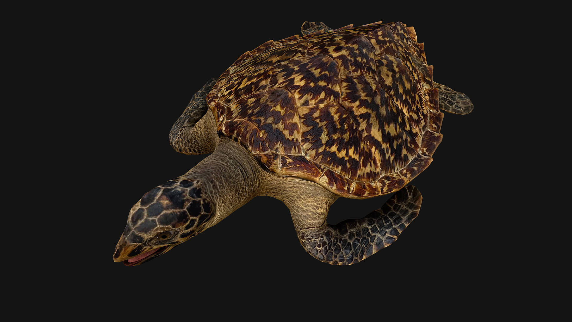 Turtle Reptile - 3D Model by Dereza