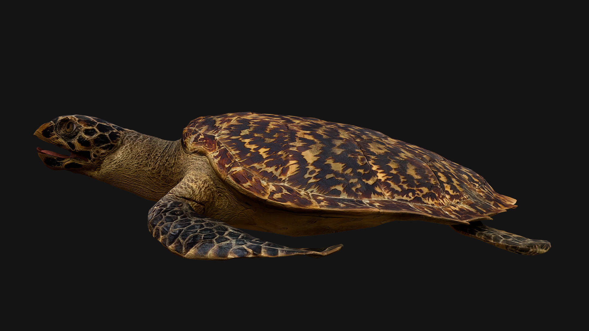 Turtle Reptile - 3D Model by Dereza