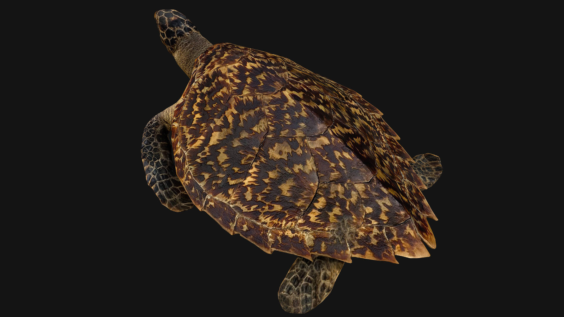 Turtle Reptile - 3D Model by Dereza
