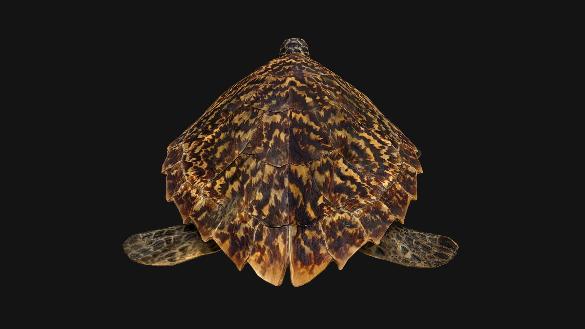 Turtle Reptile - 3D Model by Dereza